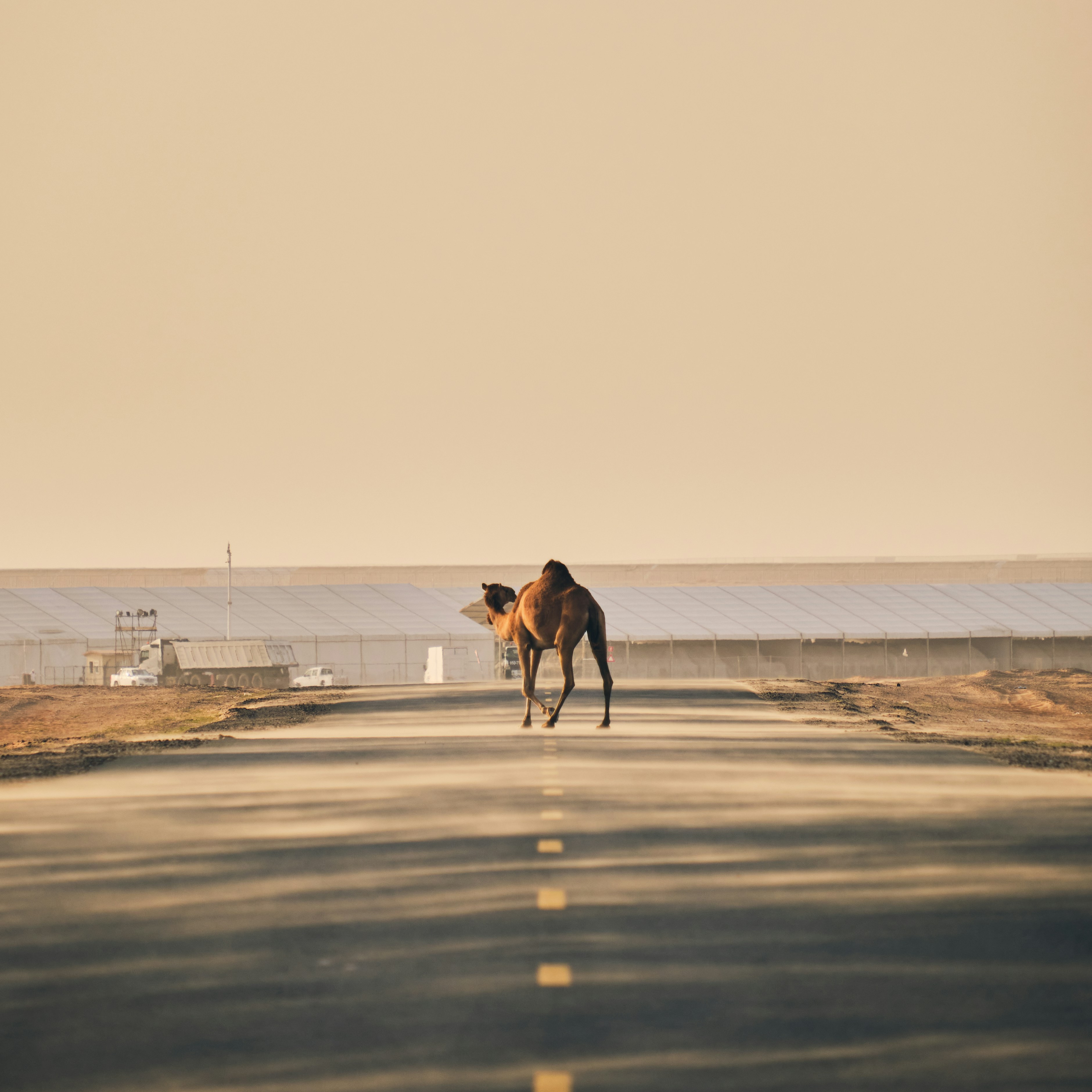 a camel crossing a road in the middle of nowhere
