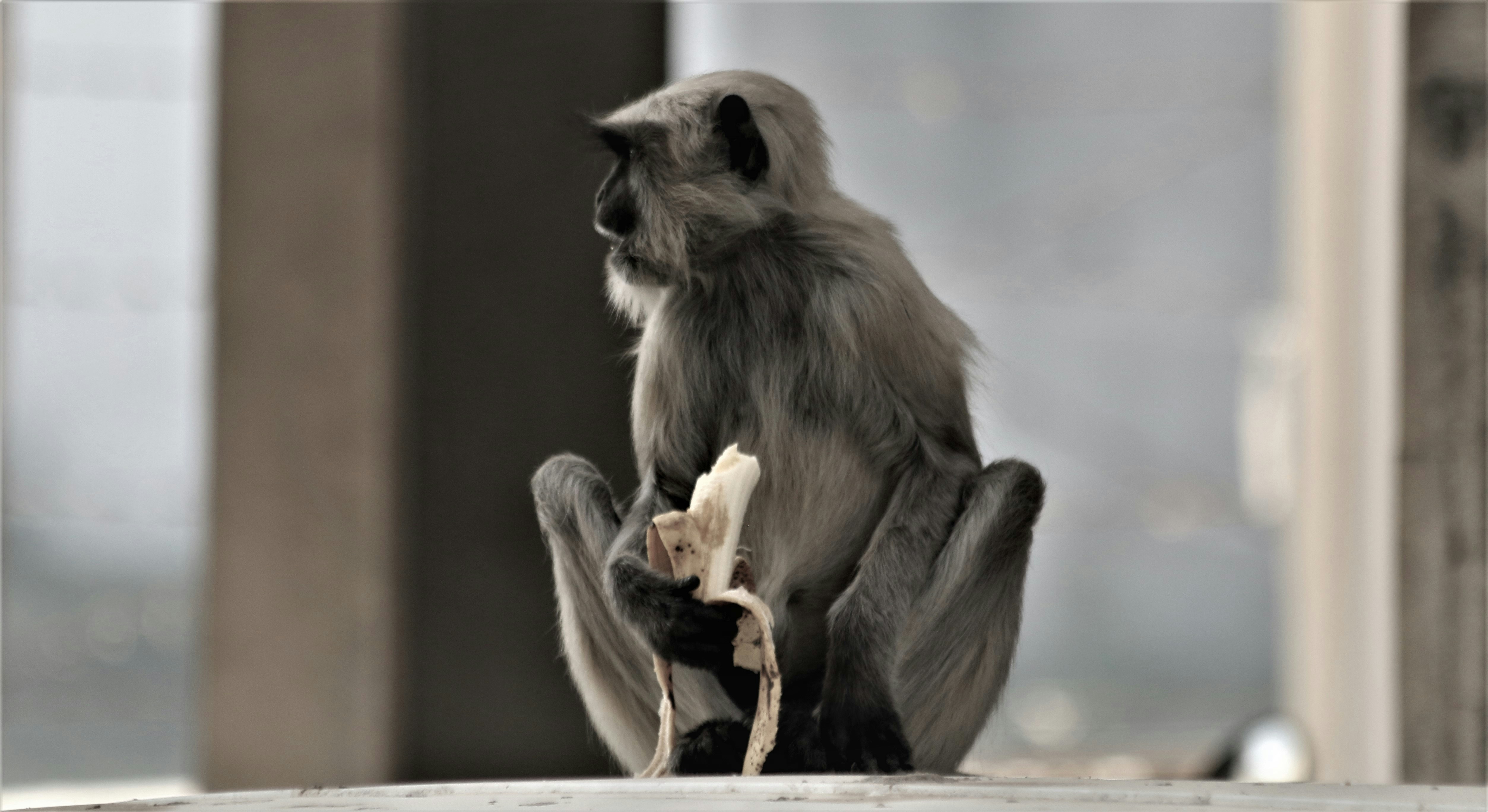 Monkey eating in peace