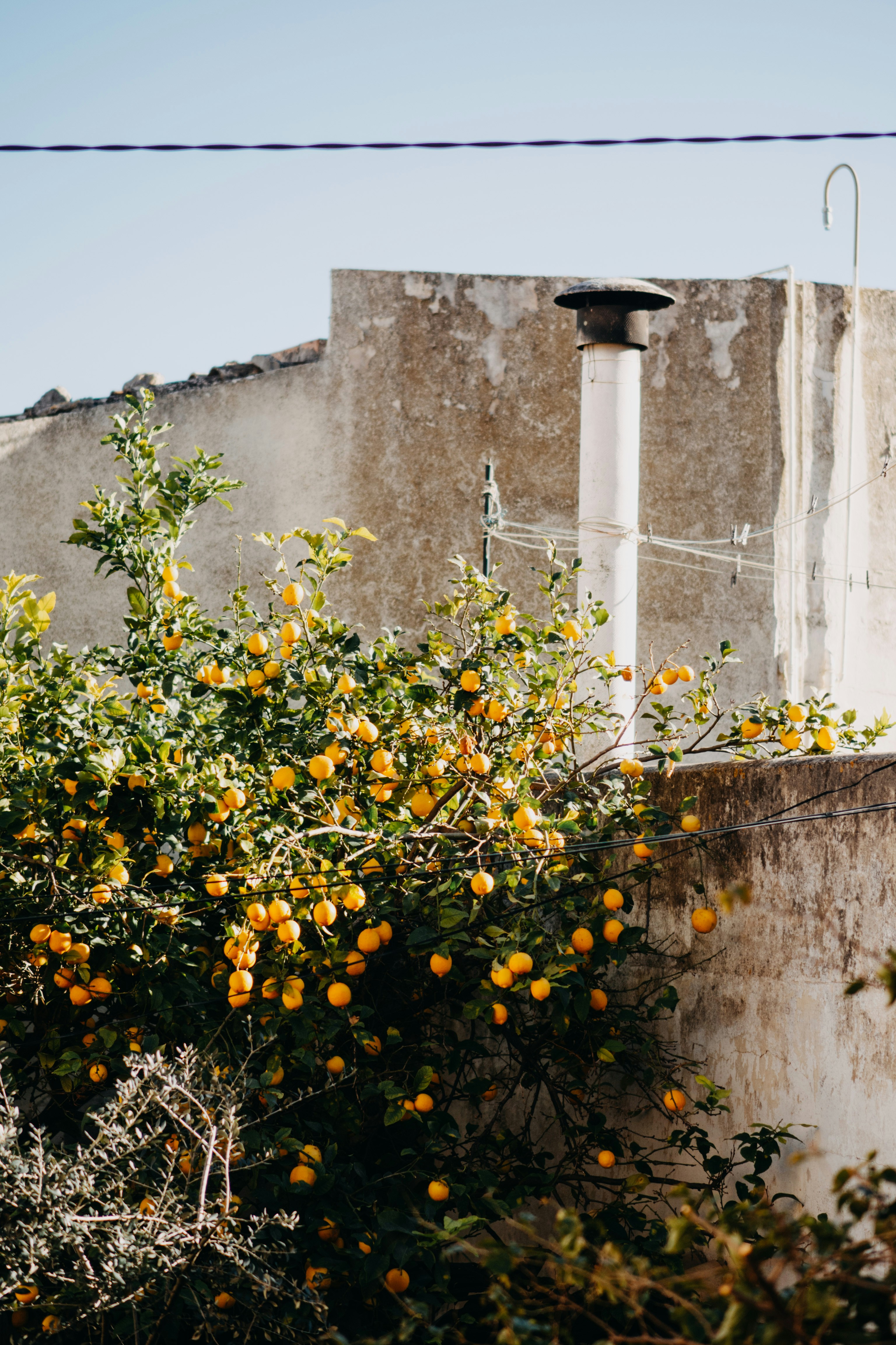 Un oranger devant un bâtiment photo – Photo Espagne Gratuite sur Unsplash
