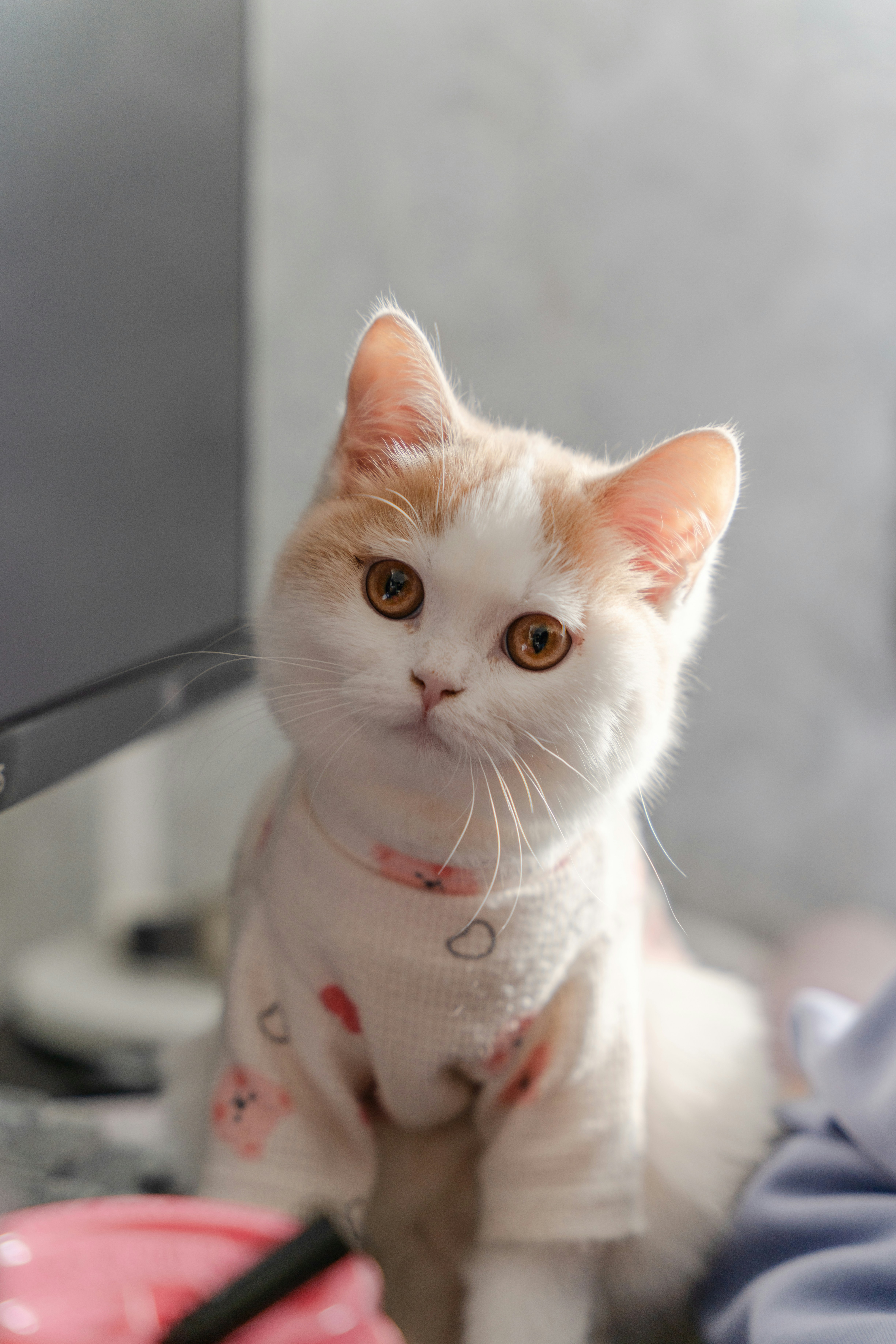 Amber-Eyed Cat in a Cozy Knit: An Intimate Indoor Portrait
