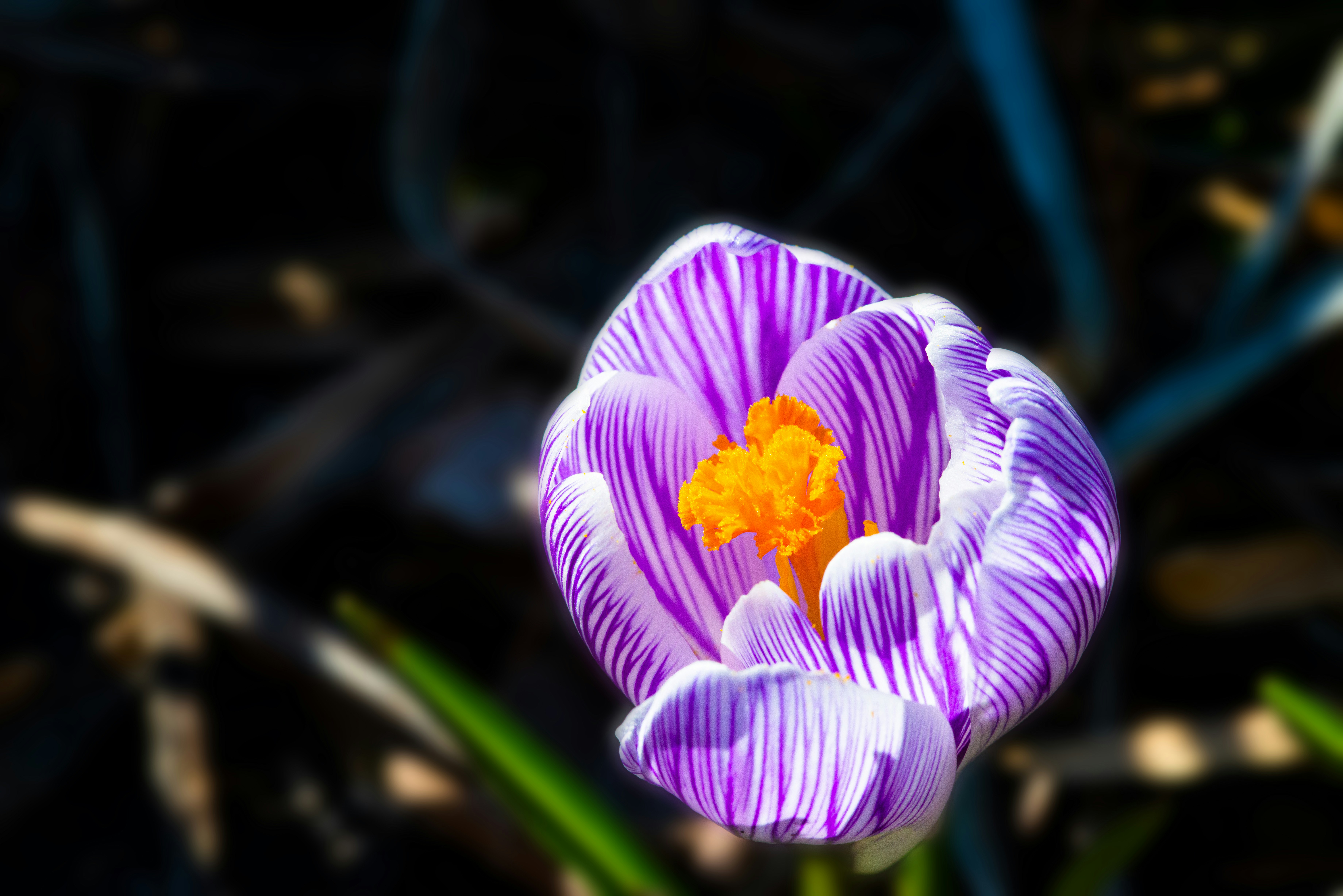 crocus in Spring