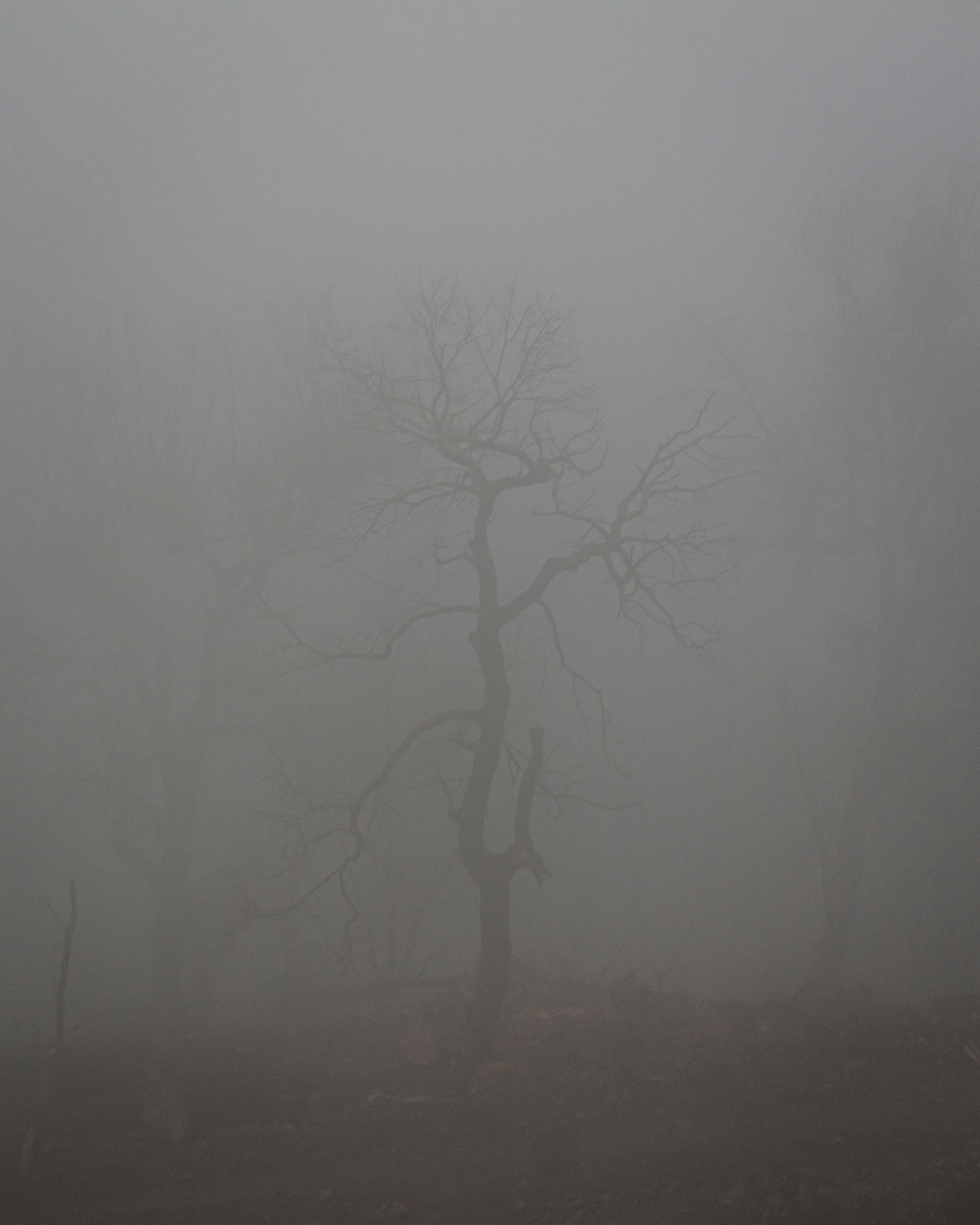 Gnarled trees emerge from a dense fog, hinting at a once-vibrant forest now shrouded in mystery. The atmosphere evokes a sense of solitude and reflection.