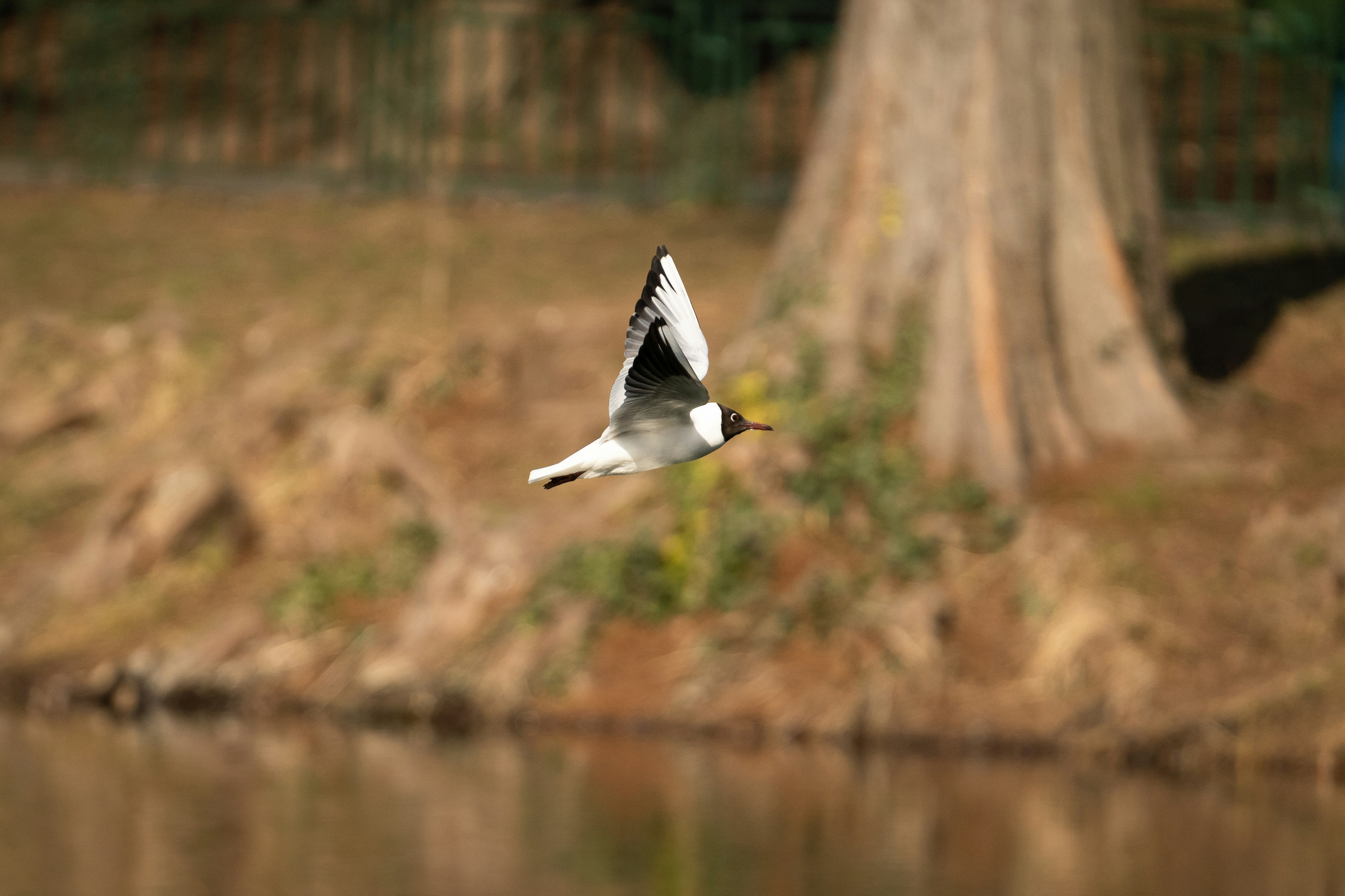 a bird flying over a body of water