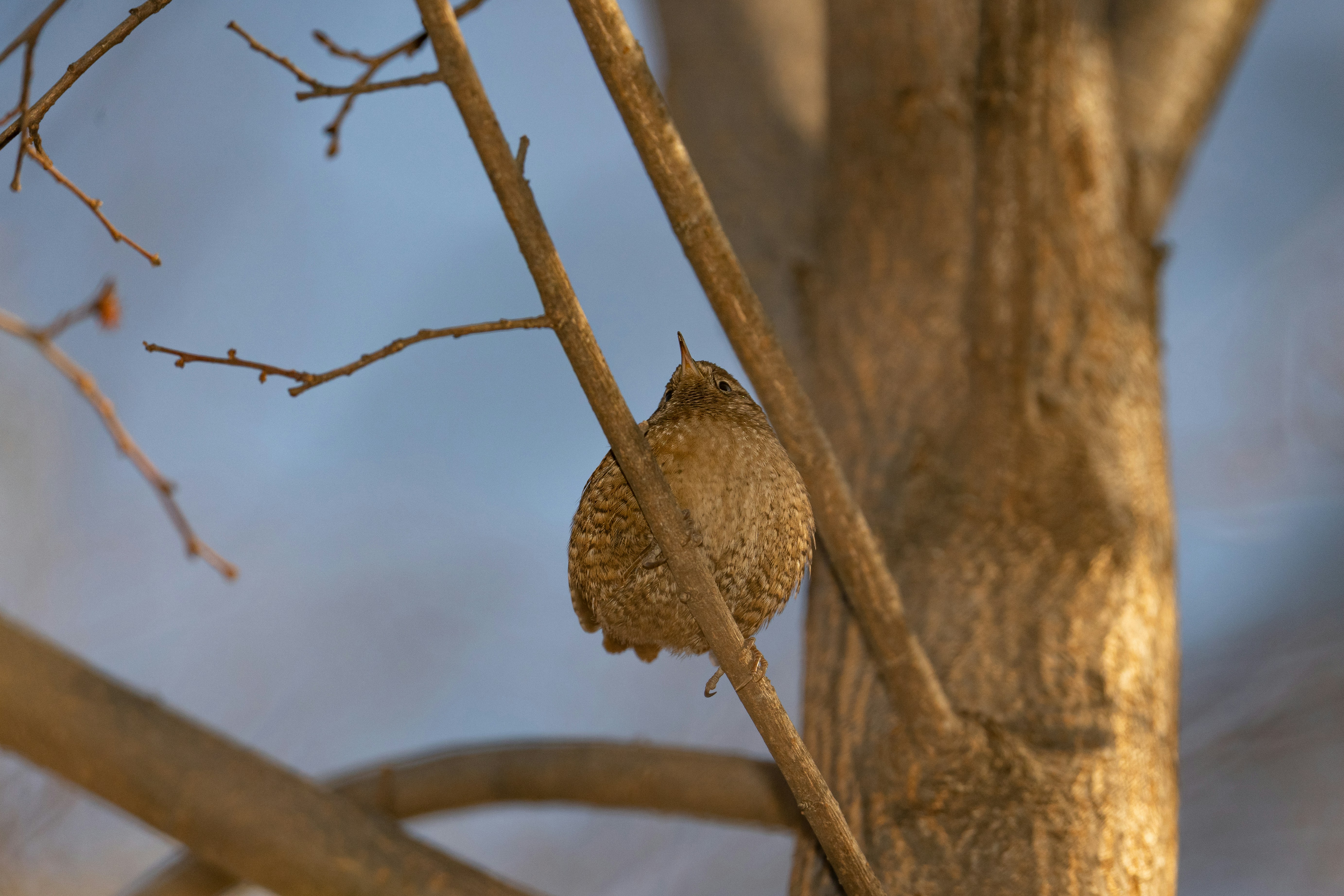 Perched Quietly: A Small Bird Clings to a Bare Branch Against Winter Sky