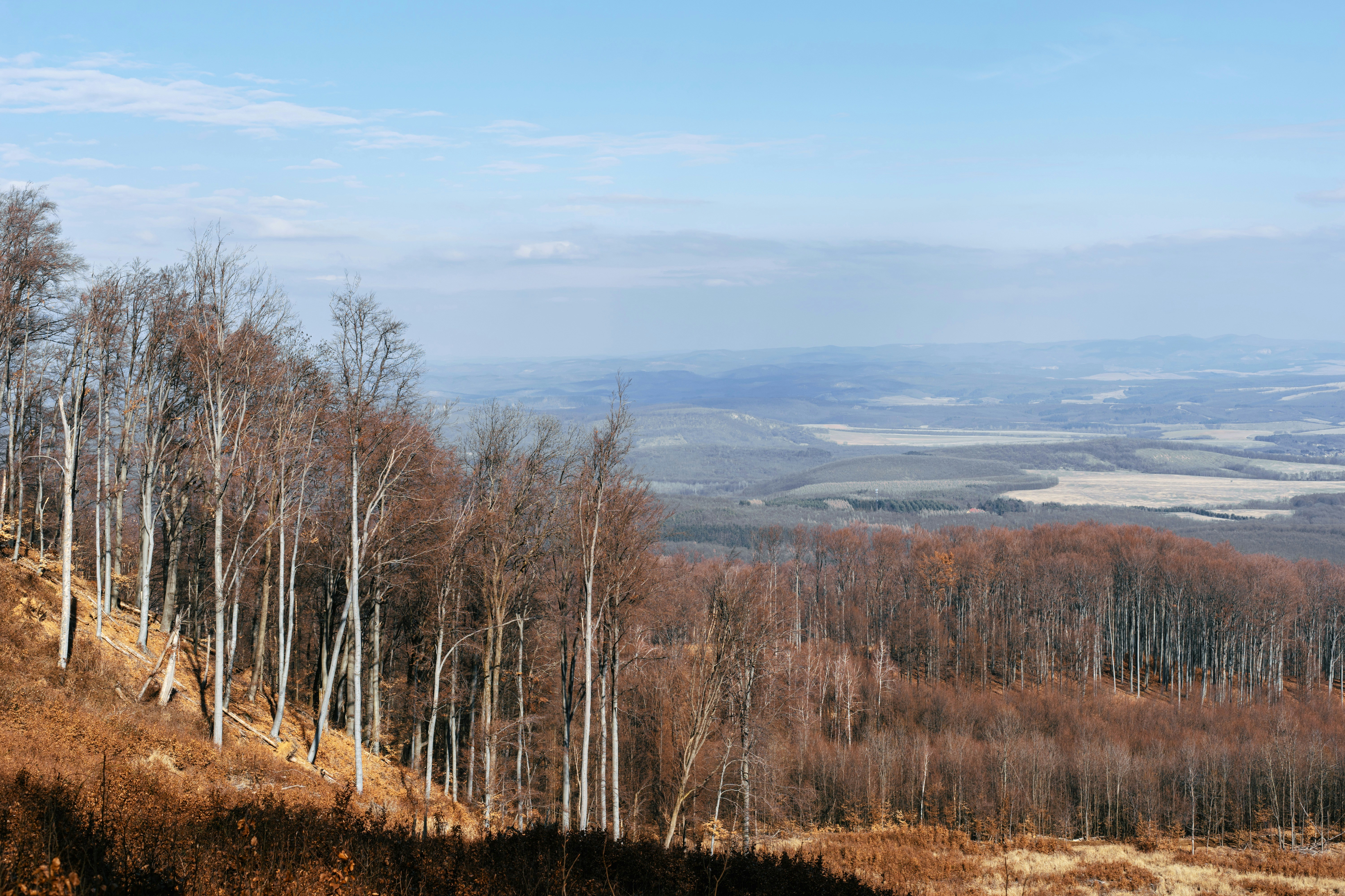 Barren trees stand against a vast landscape, showcasing the transition from autumn to winter. The rolling hills stretch into the distance under a clear sky.