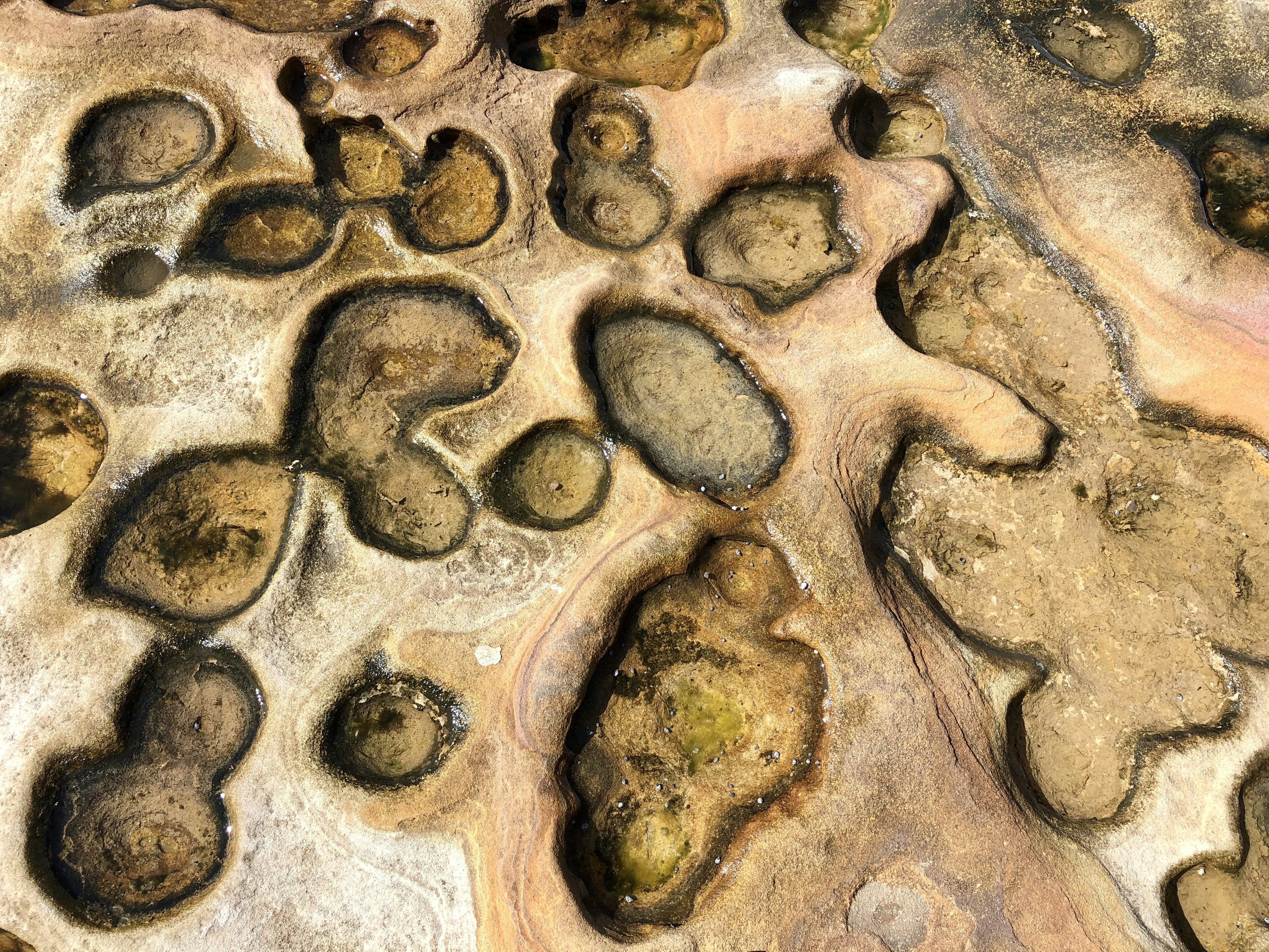 Circular basins and ripple lines carved in sunlit sandstone