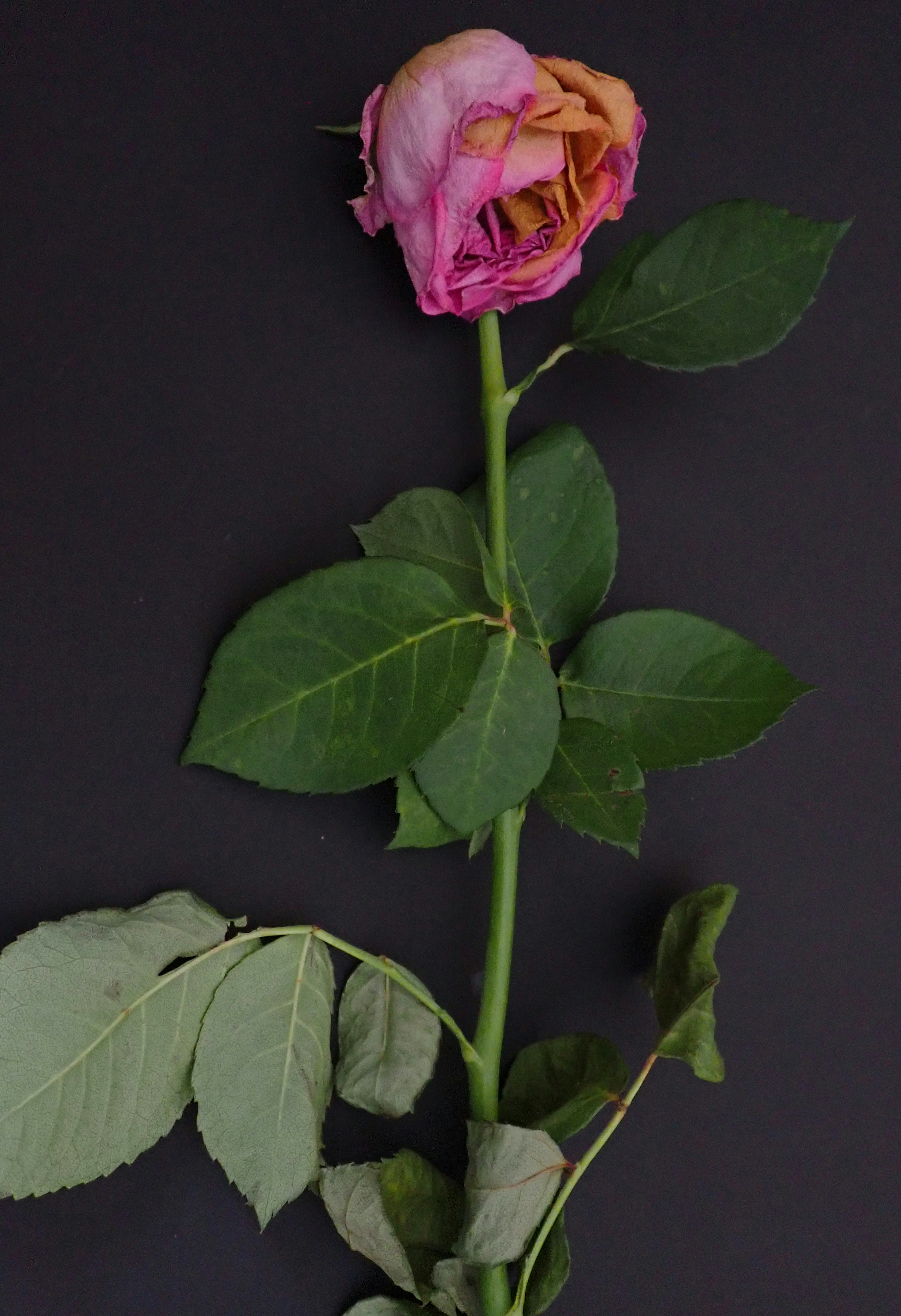 A beautifully decayed rose with vibrant pink and orange hues, accompanied by green leaves on a dark background.