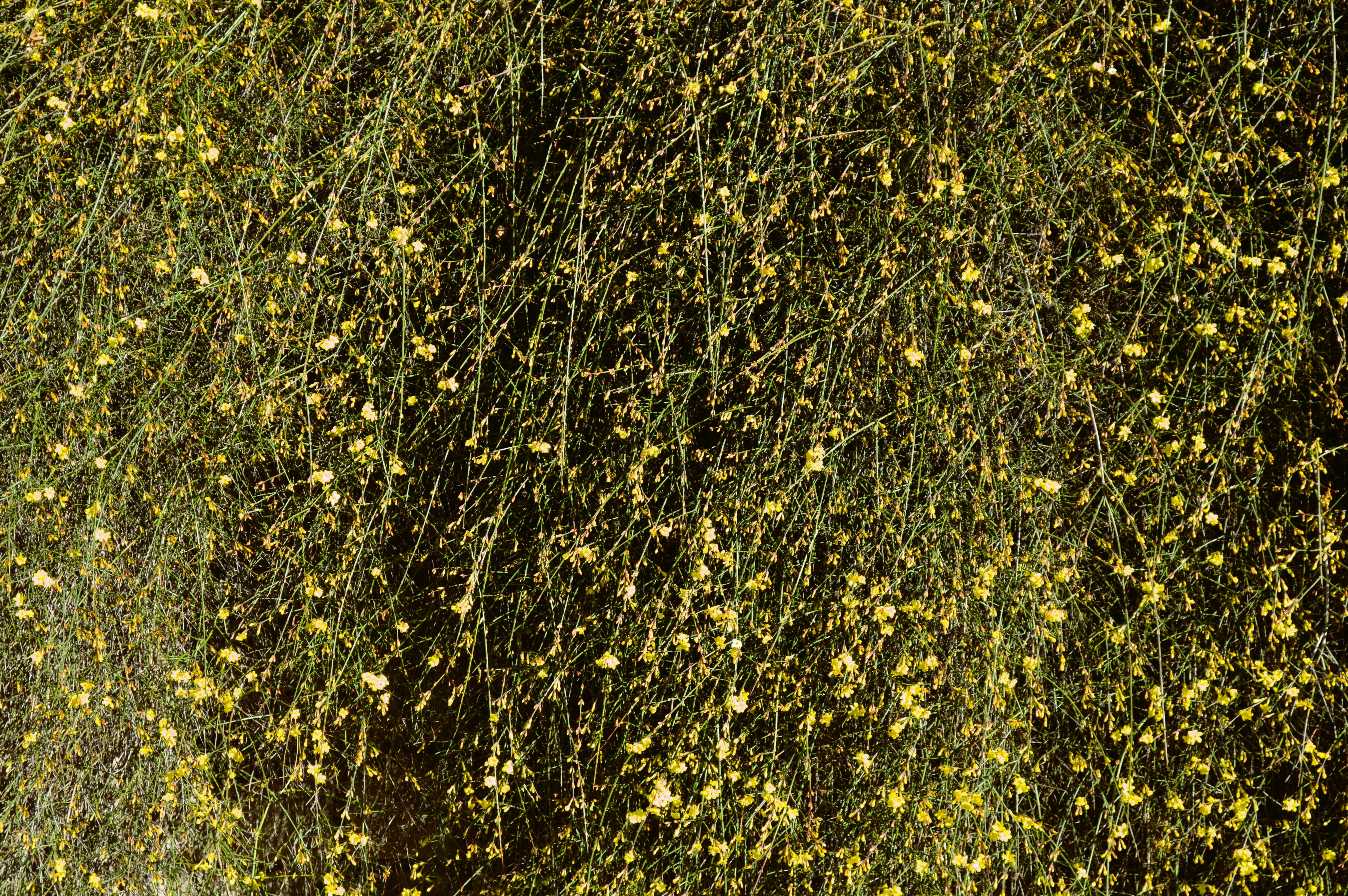 Parc de la Tête d'Or, Lyon, France - Fond de Fleurs Suspendus