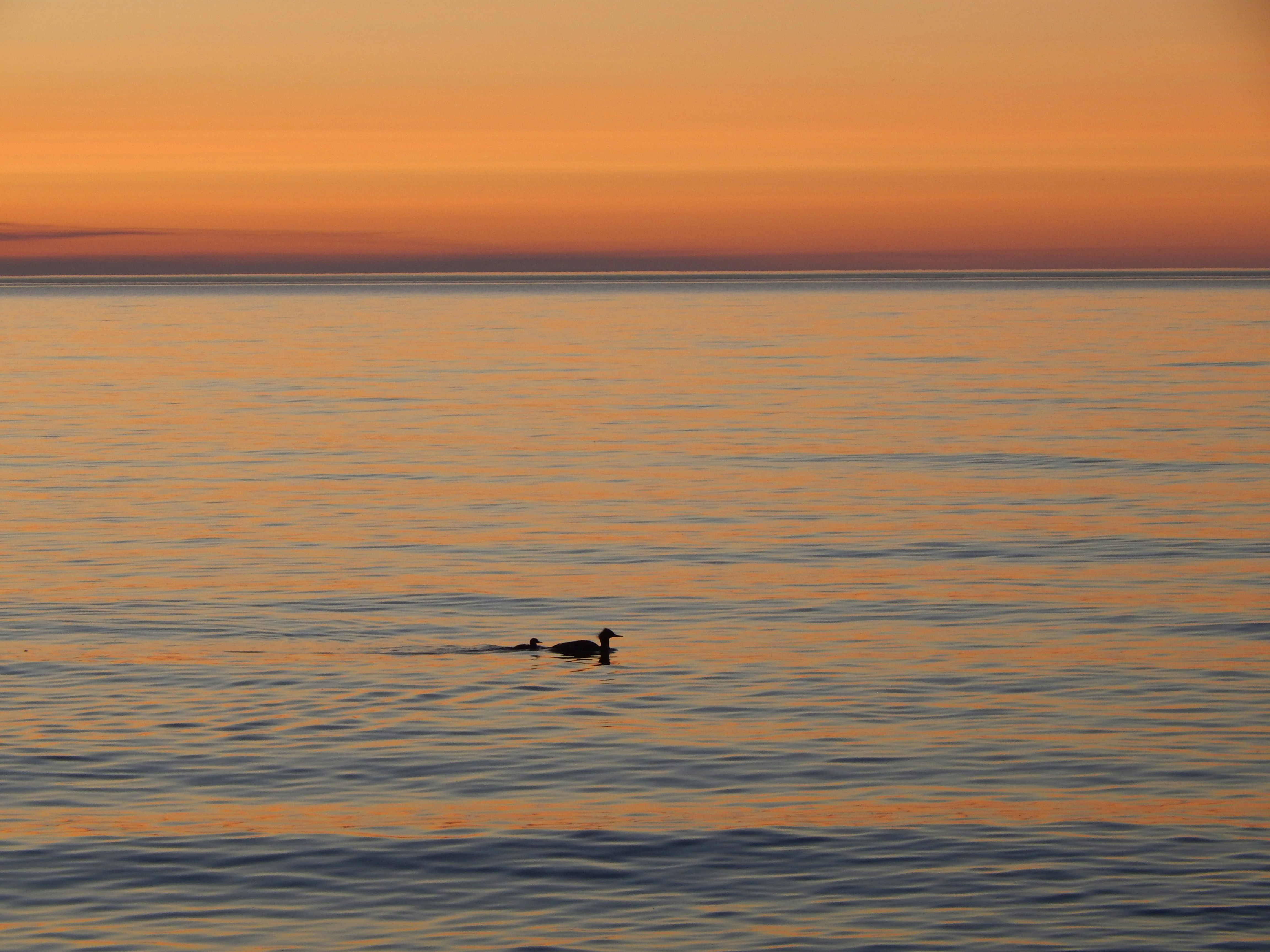 A solitary waterfowl glides across the calm surface of the water, reflecting the soft hues of the twilight sky.