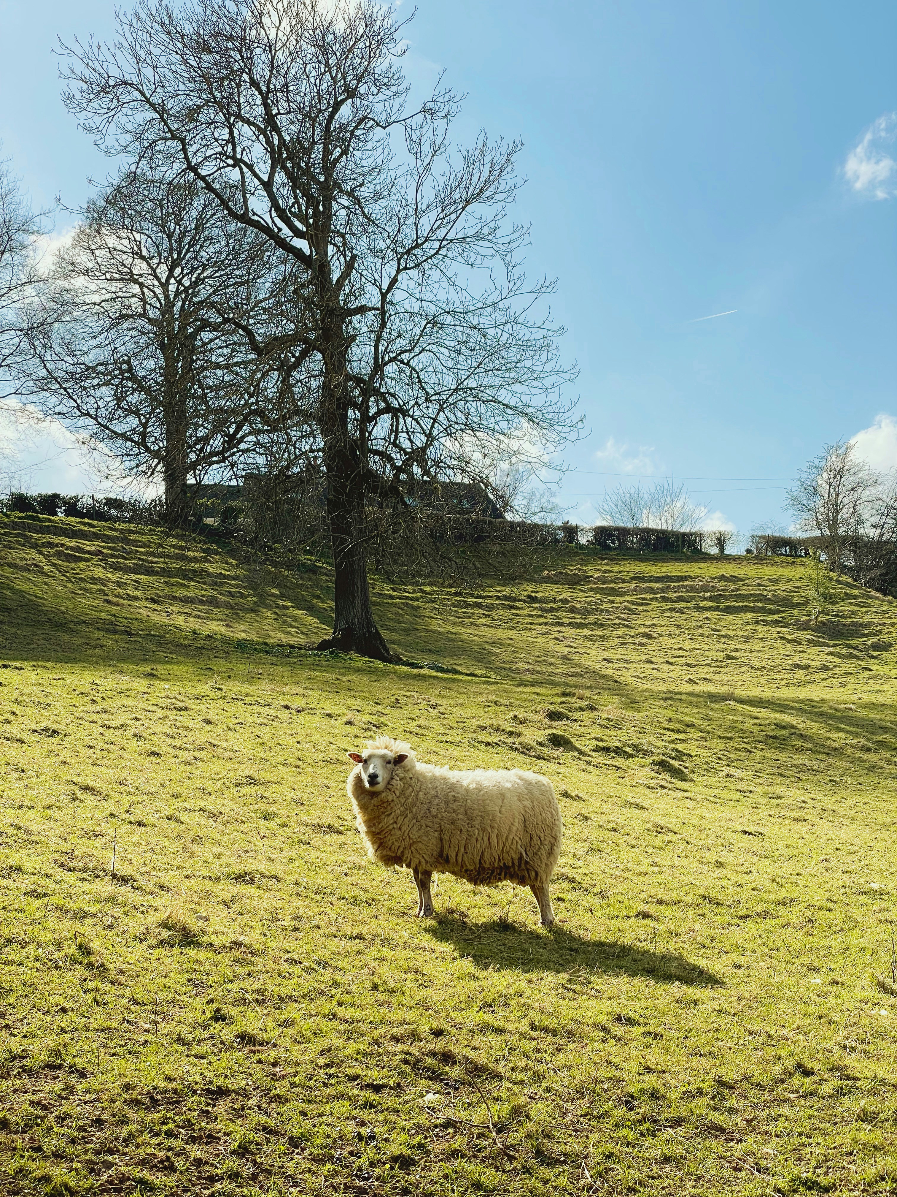 Woolly Guardian of the Meadow