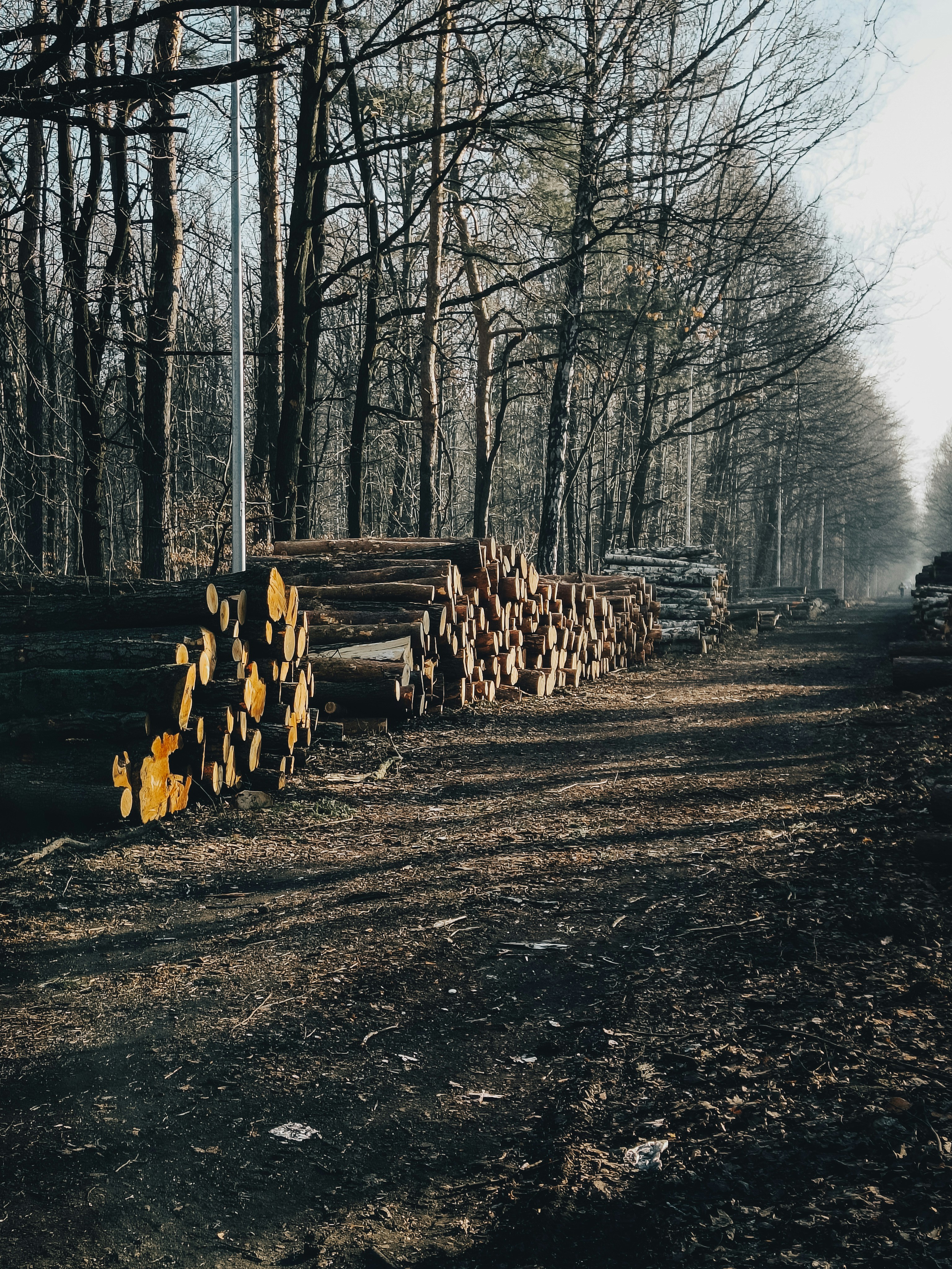 Stacks of freshly cut logs line a forest path, surrounded by barren trees and a hint of morning mist.