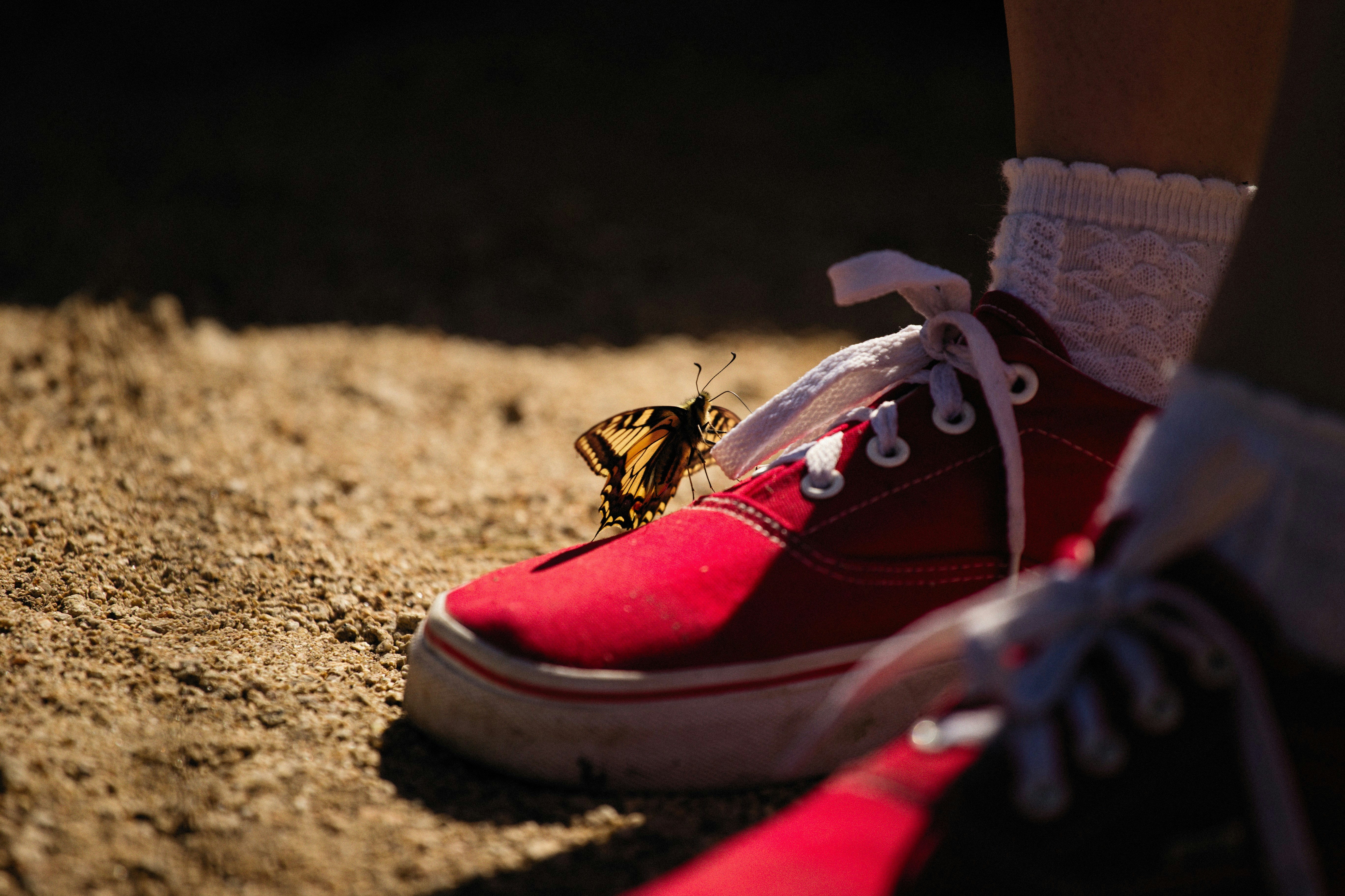 Red sneaker frontier: a butterfly finds a foothold on a lone crimson lace