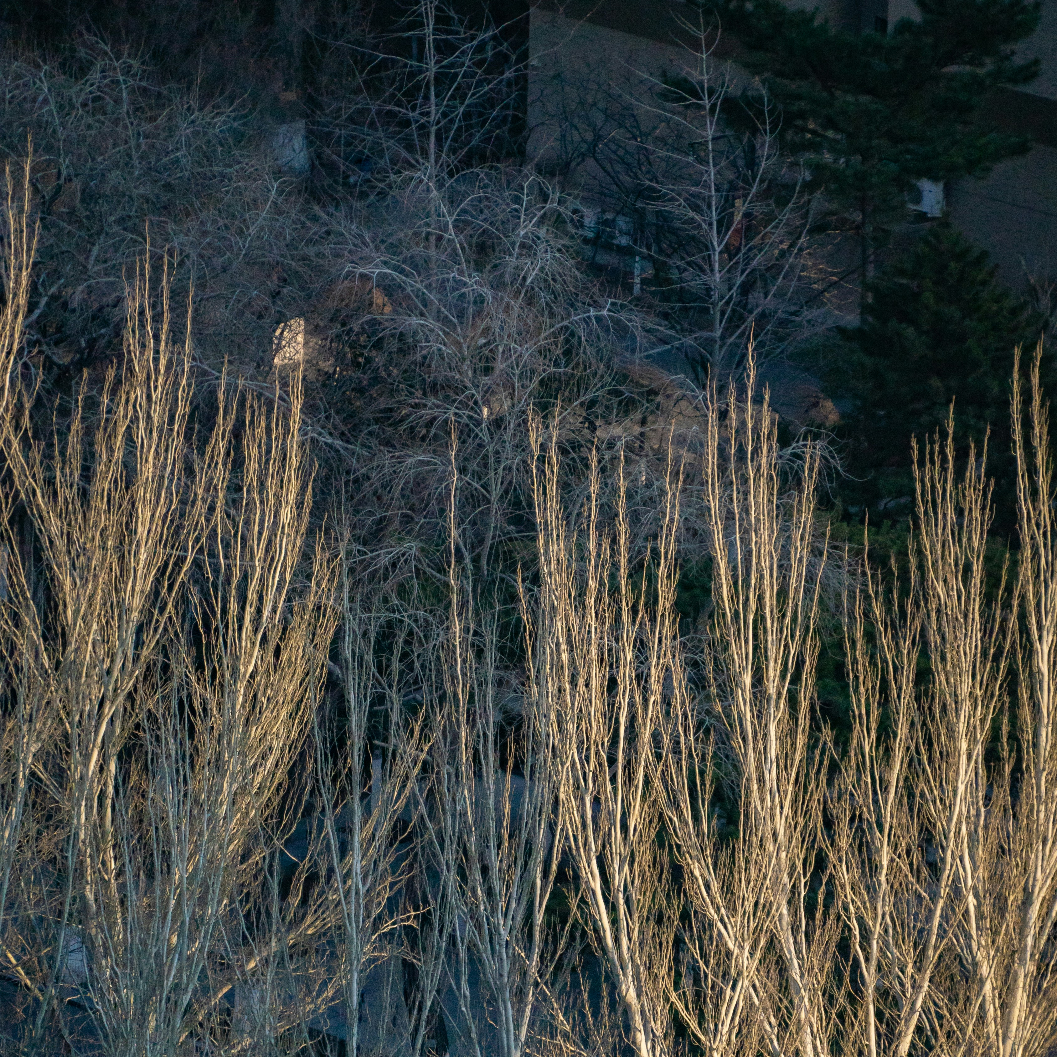 Sunlit Reed Thicket Against Distant Suburban Backdrop