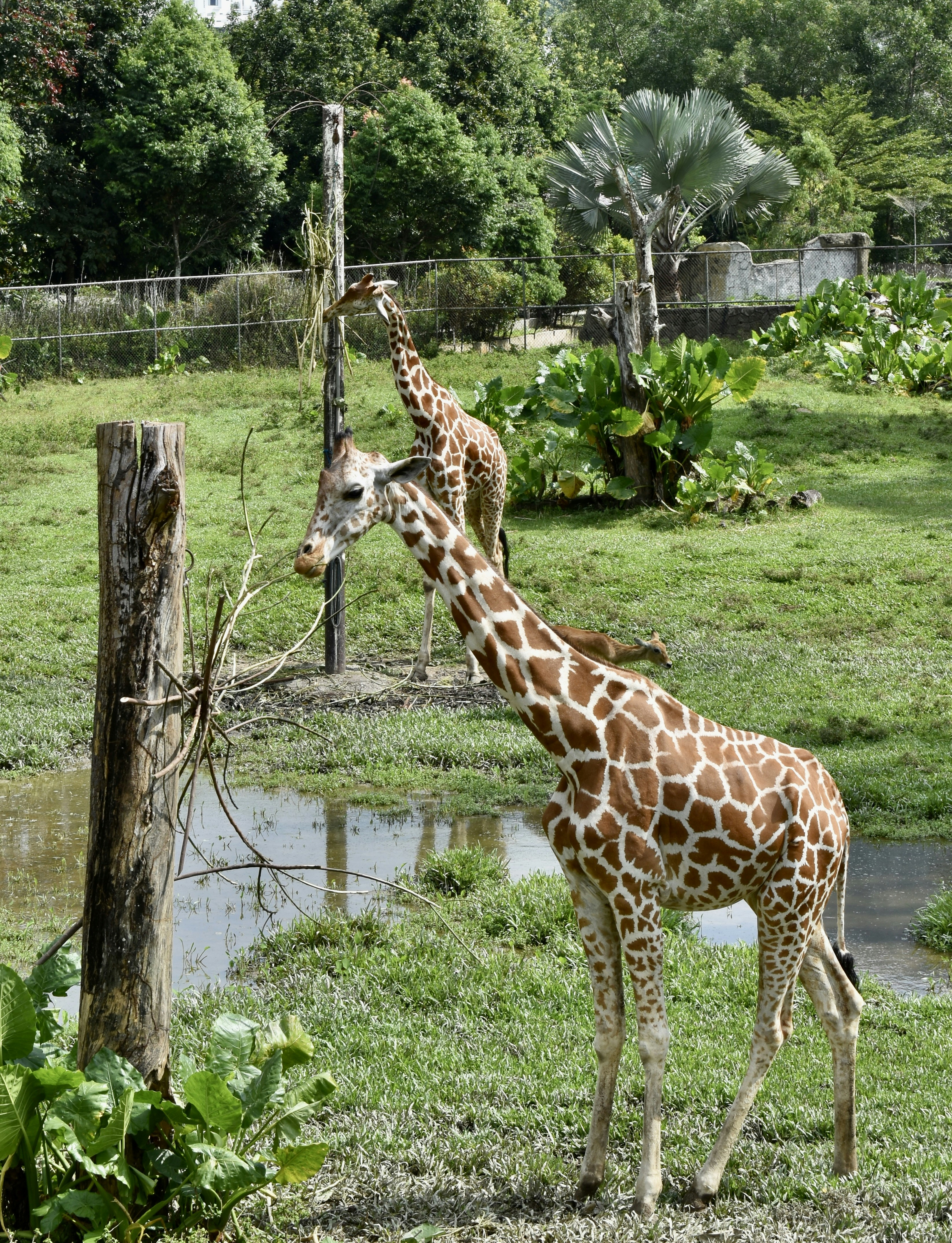 a couple of giraffe standing on top of a lush green field