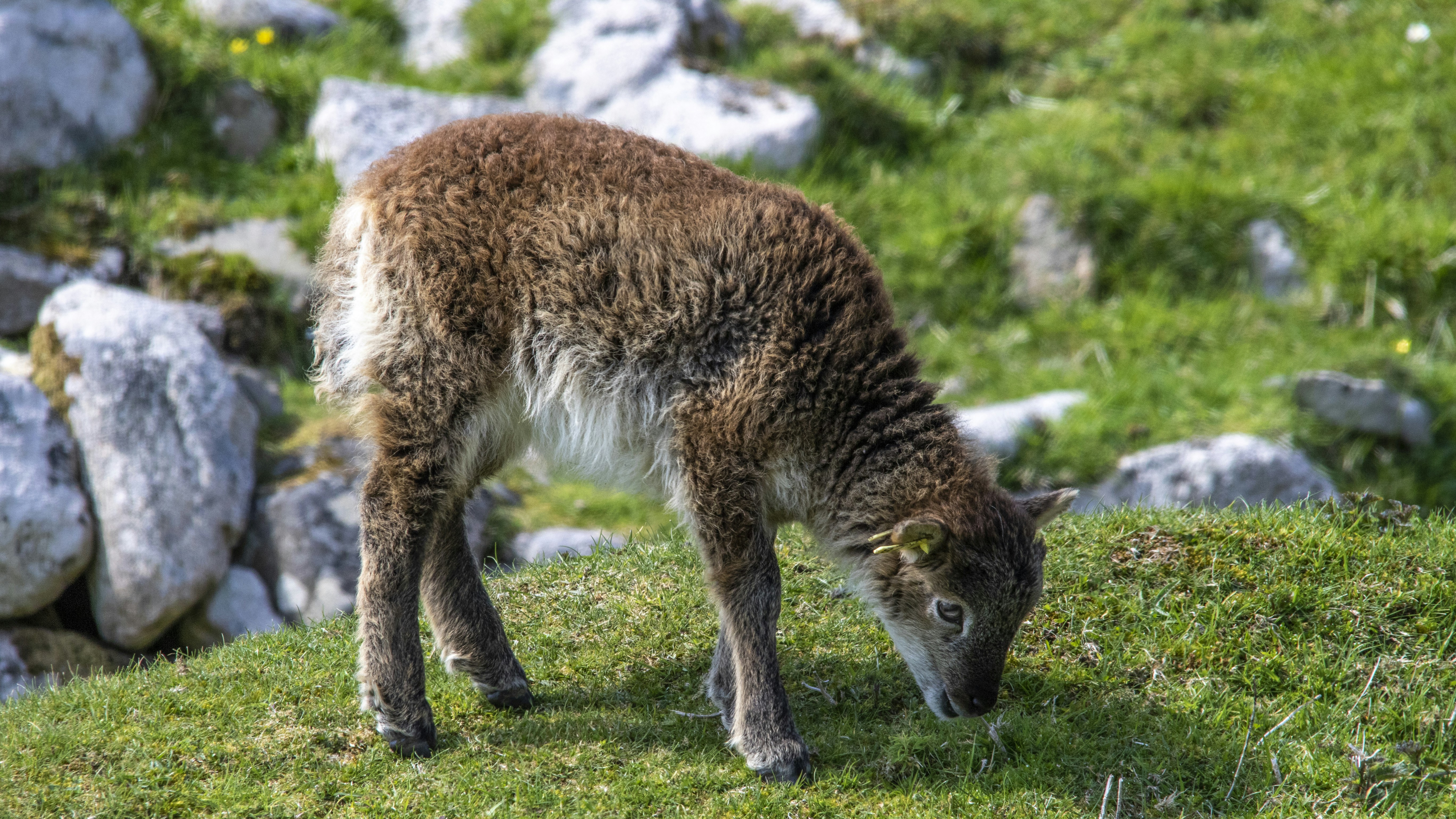 Grazing in the Granite Meadow: a young mountain ungulate among rocks and moss