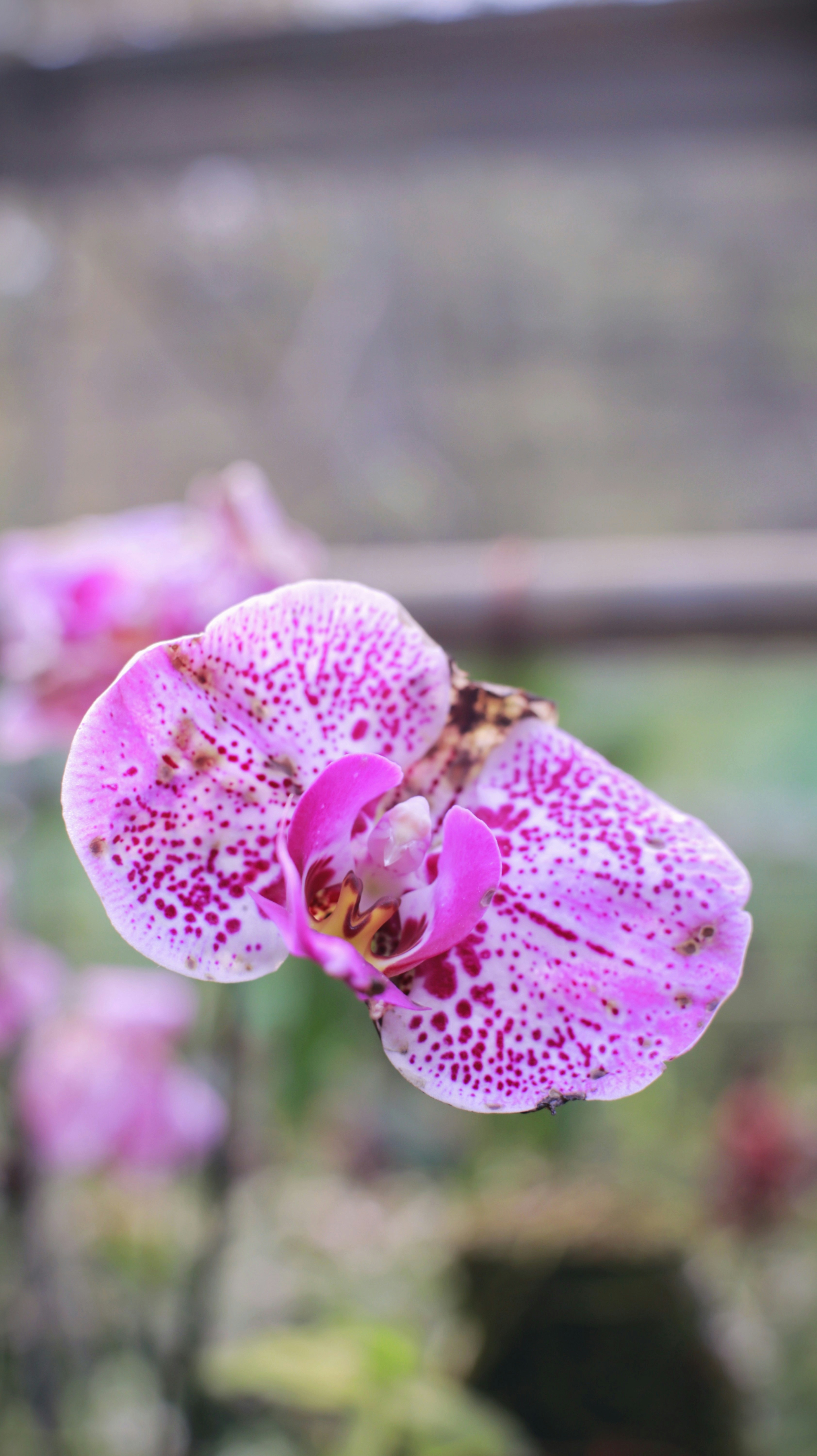 Pink Orchid in Soft Focus Garden