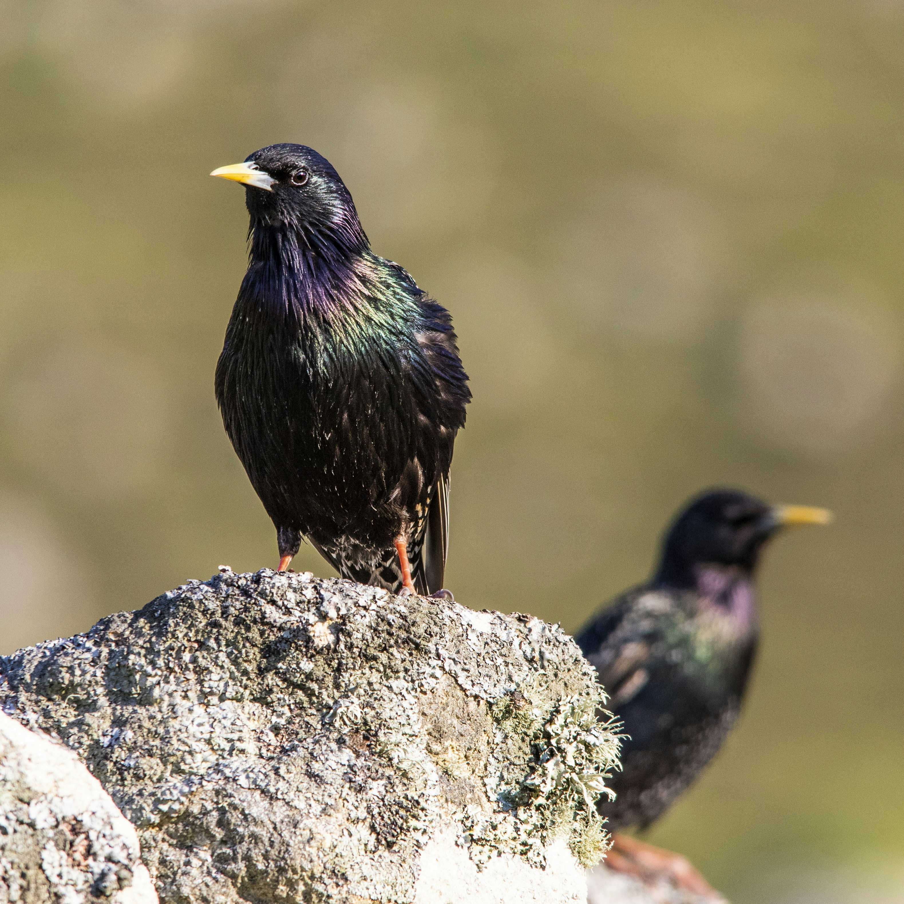 Iridescent Grackles Perched on a Weathered Lichen Rock