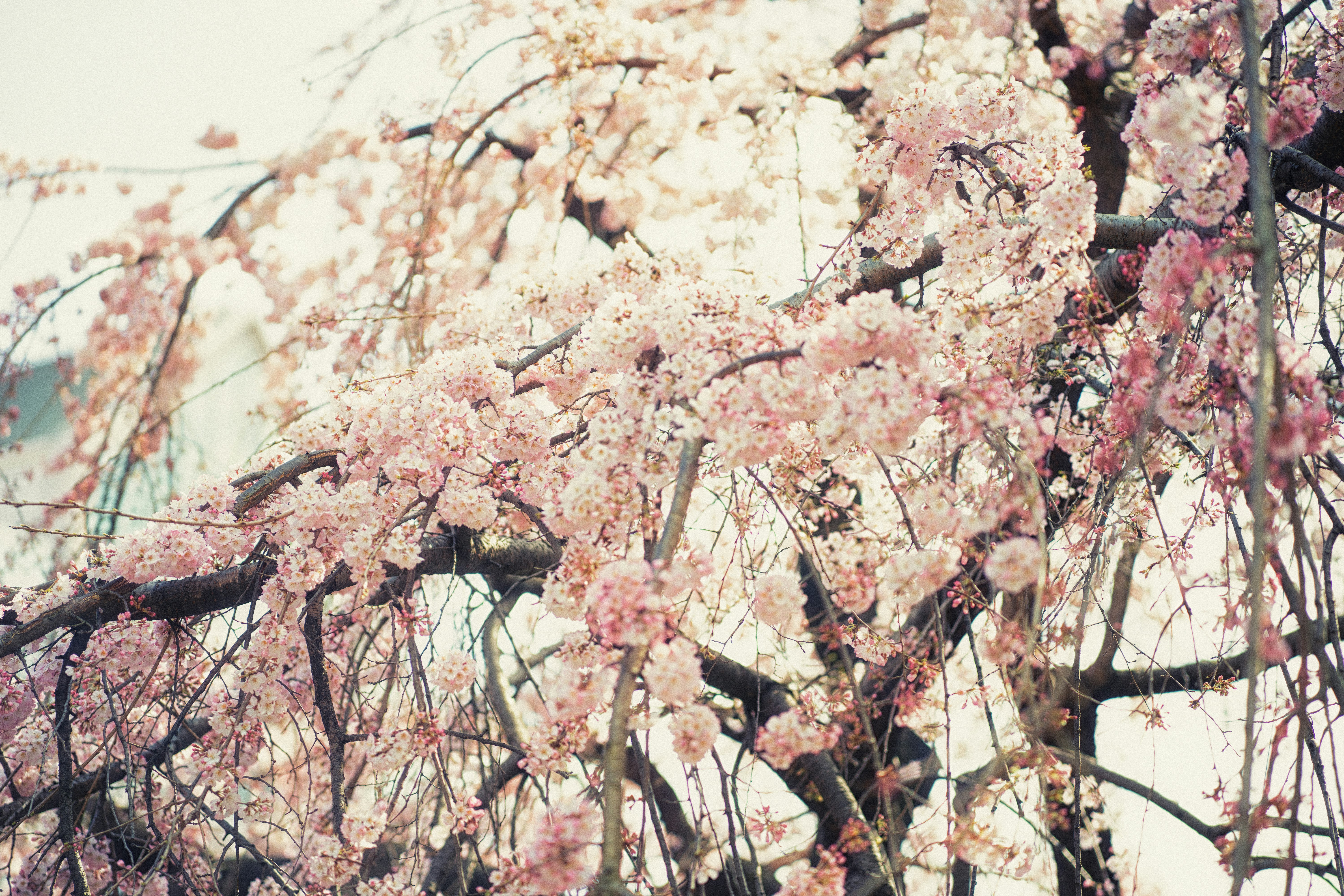 Photo by ayumi kubo with Sony Alpha 7C