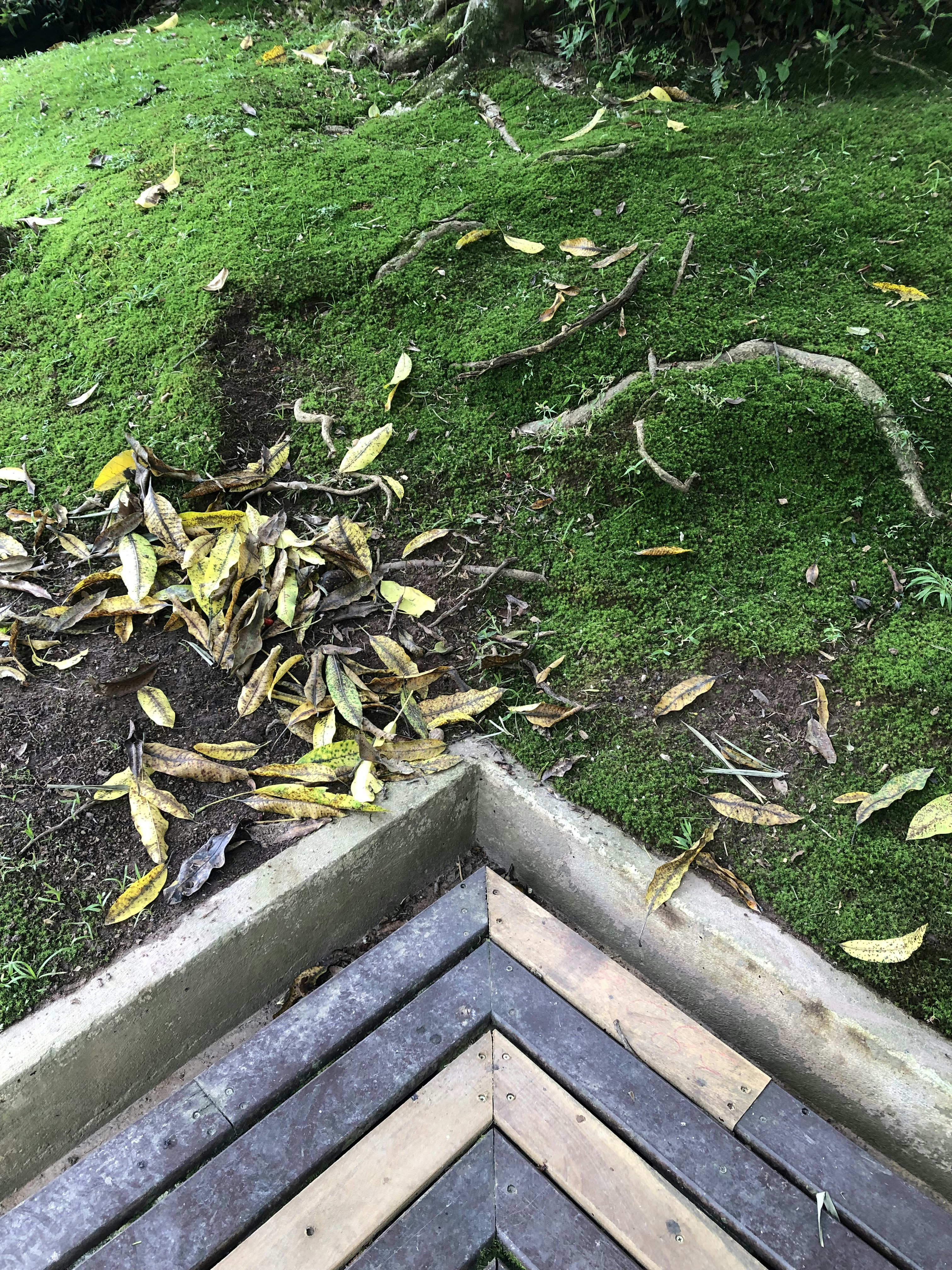 Chevron Timber Meets Moss at the Forest Edge