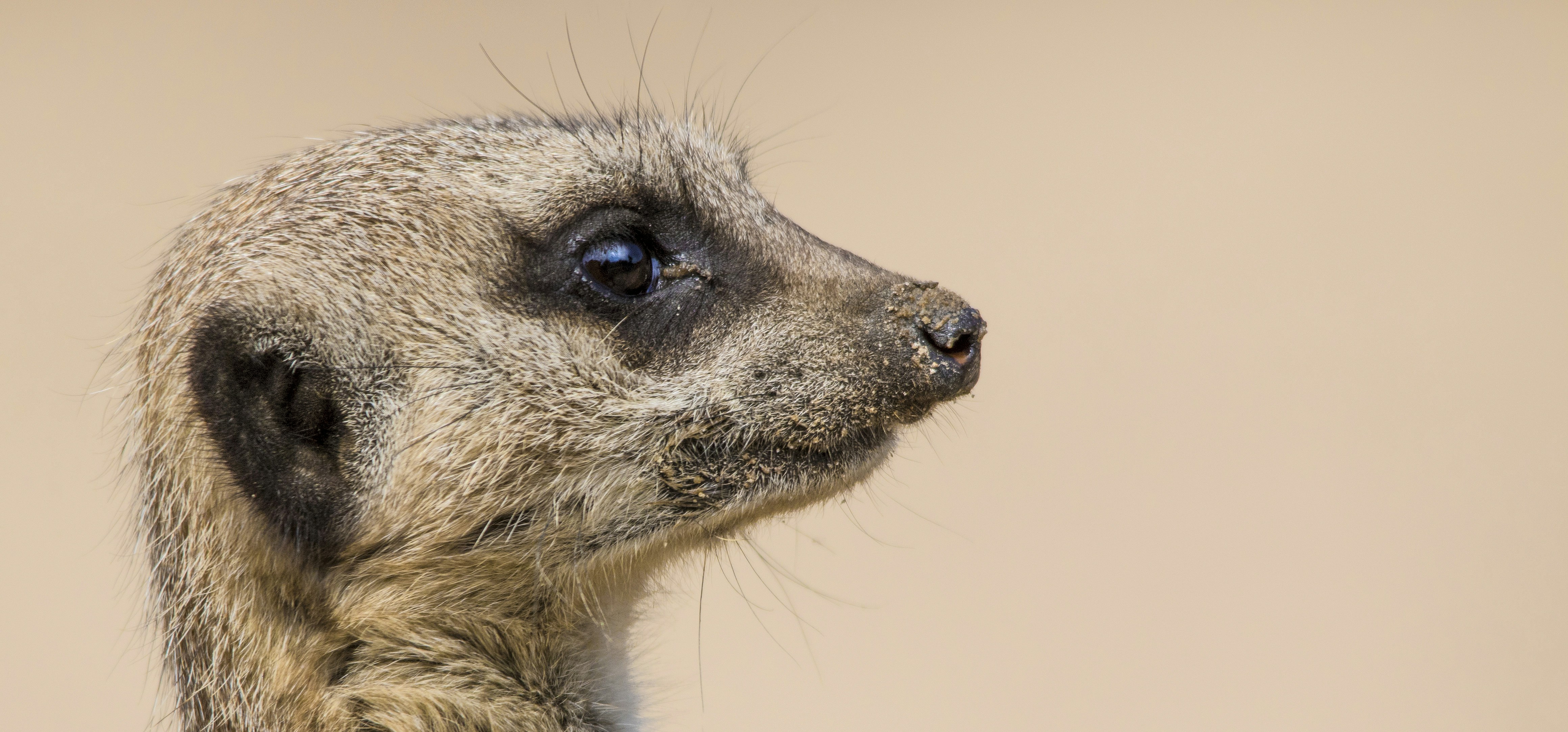 Gros plan du visage d’un suricate photo – Photo Botswana Gratuite sur ...