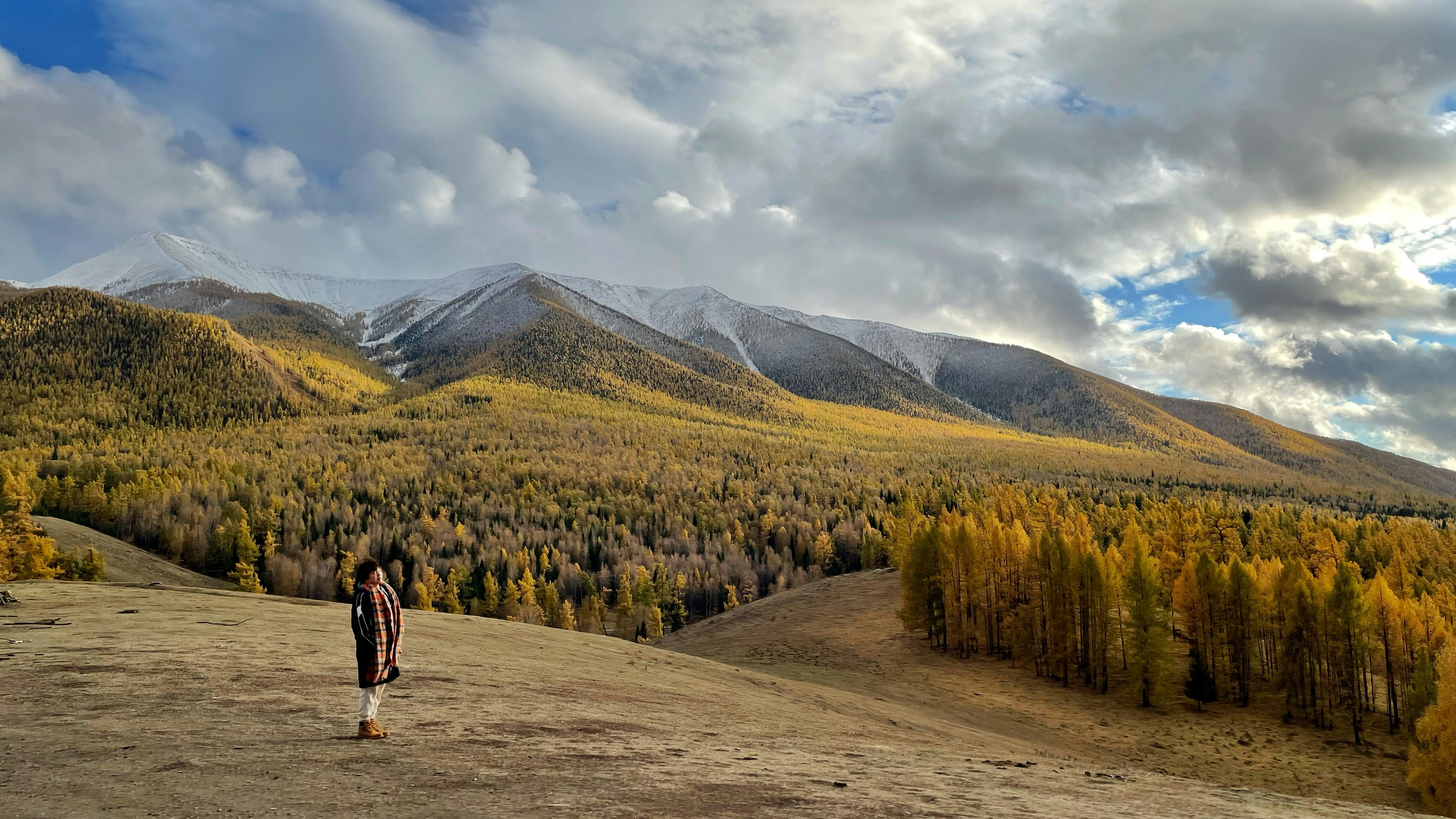 Terraced Hills and Lone Hiker Amid Autumn Pines