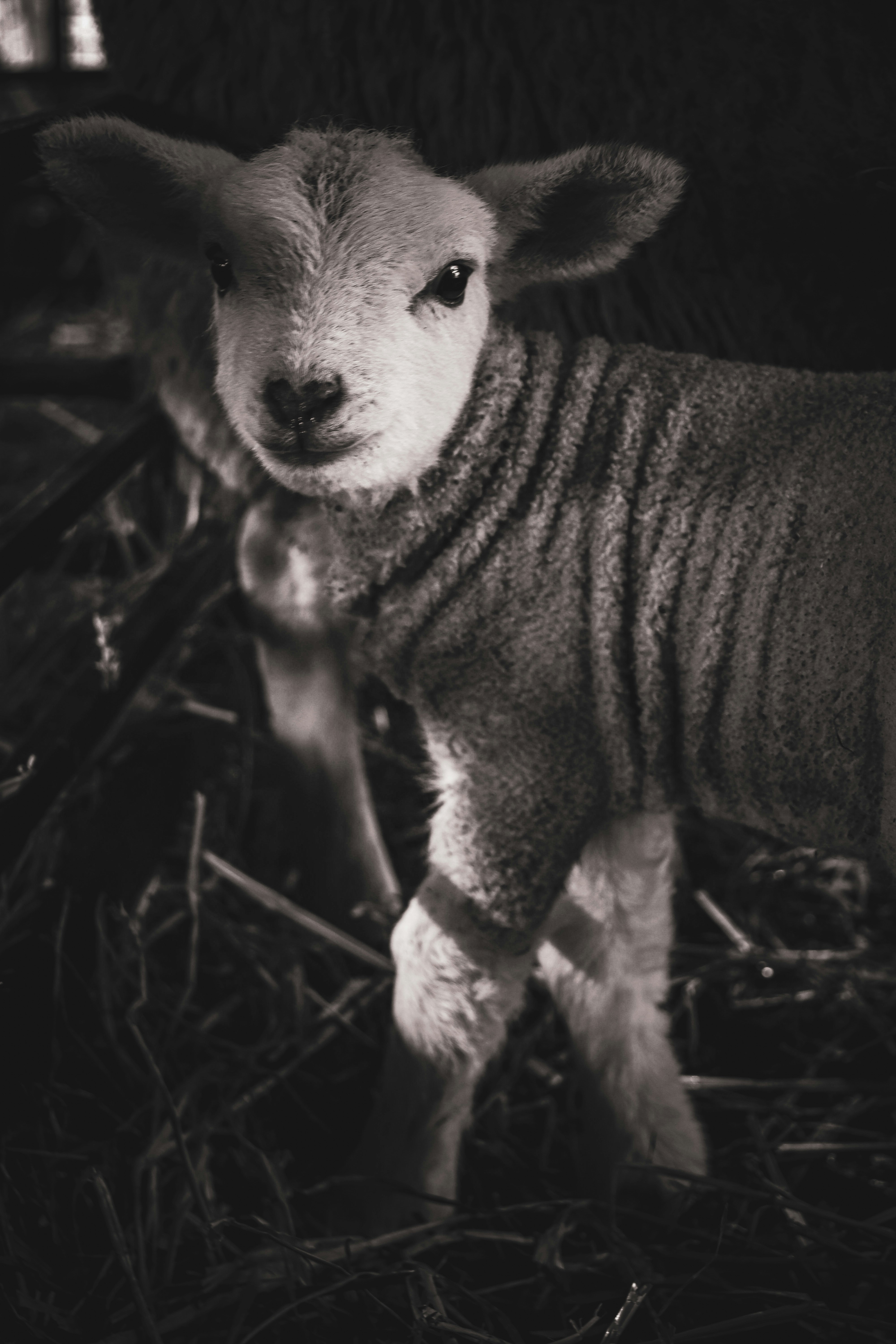 Glimmer in the Gloom: A Lamb's Curious Gaze