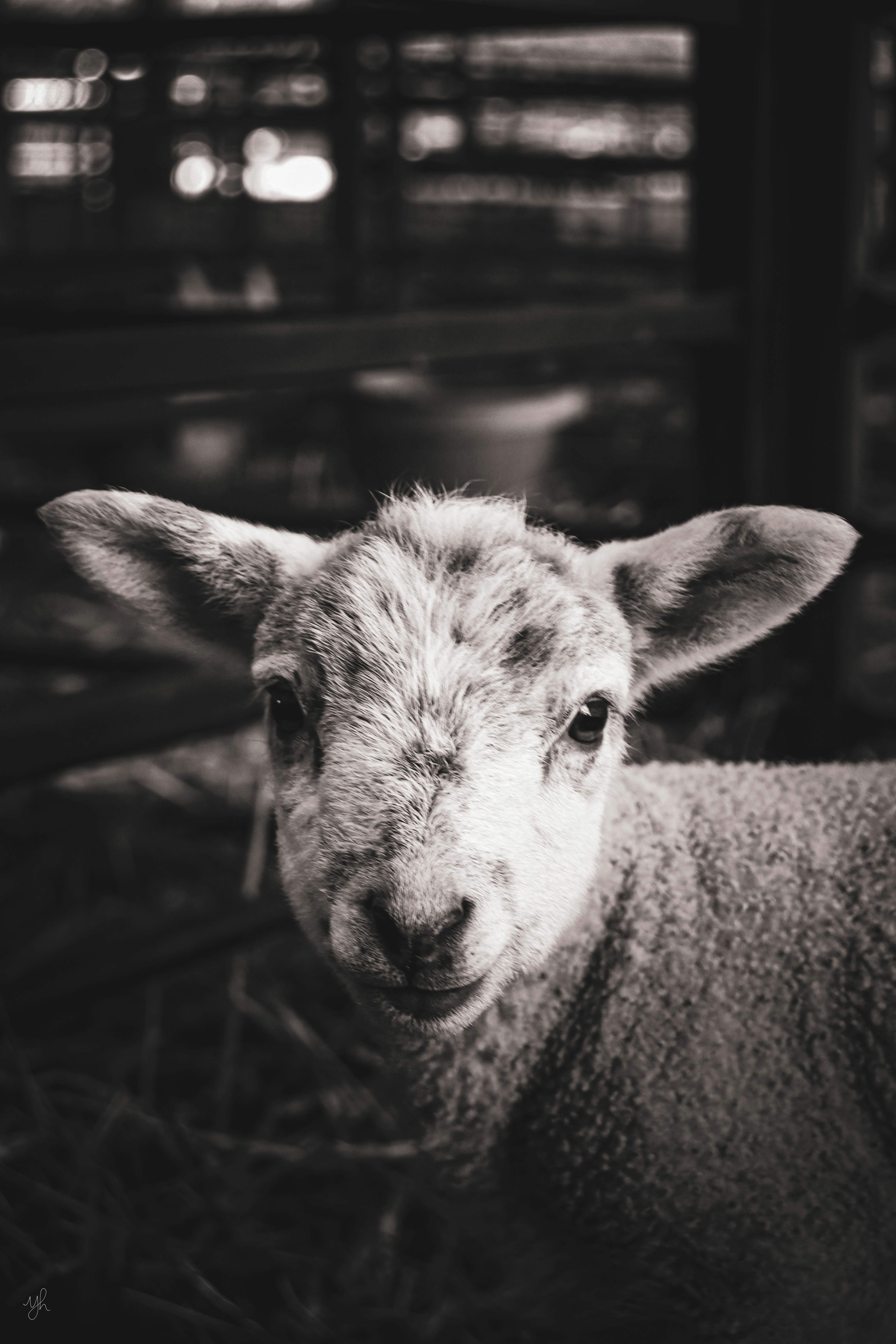 Close-up of a curious lamb in monochrome dusk