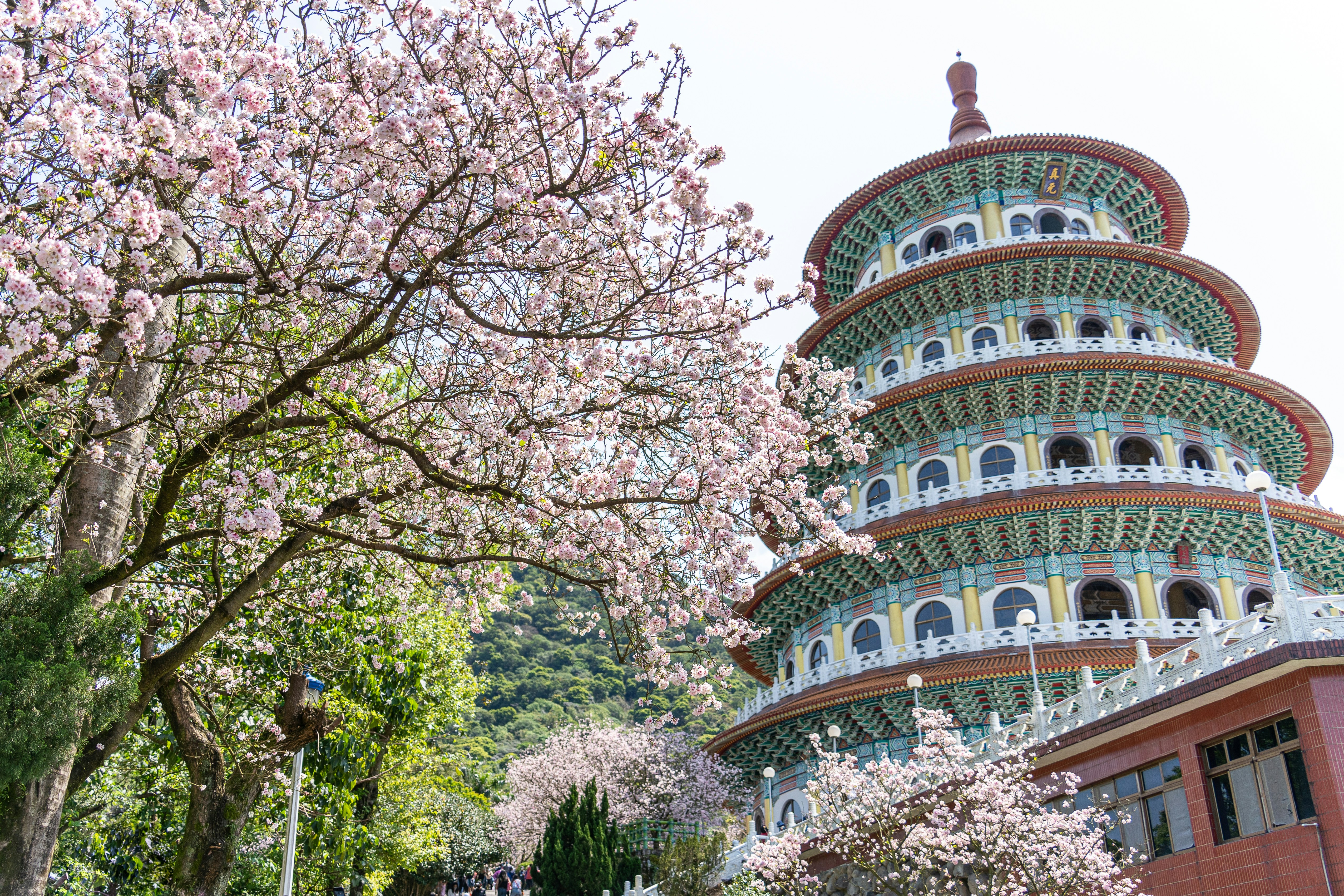 Blossoms and Bell Tower: Spring at the Pagoda