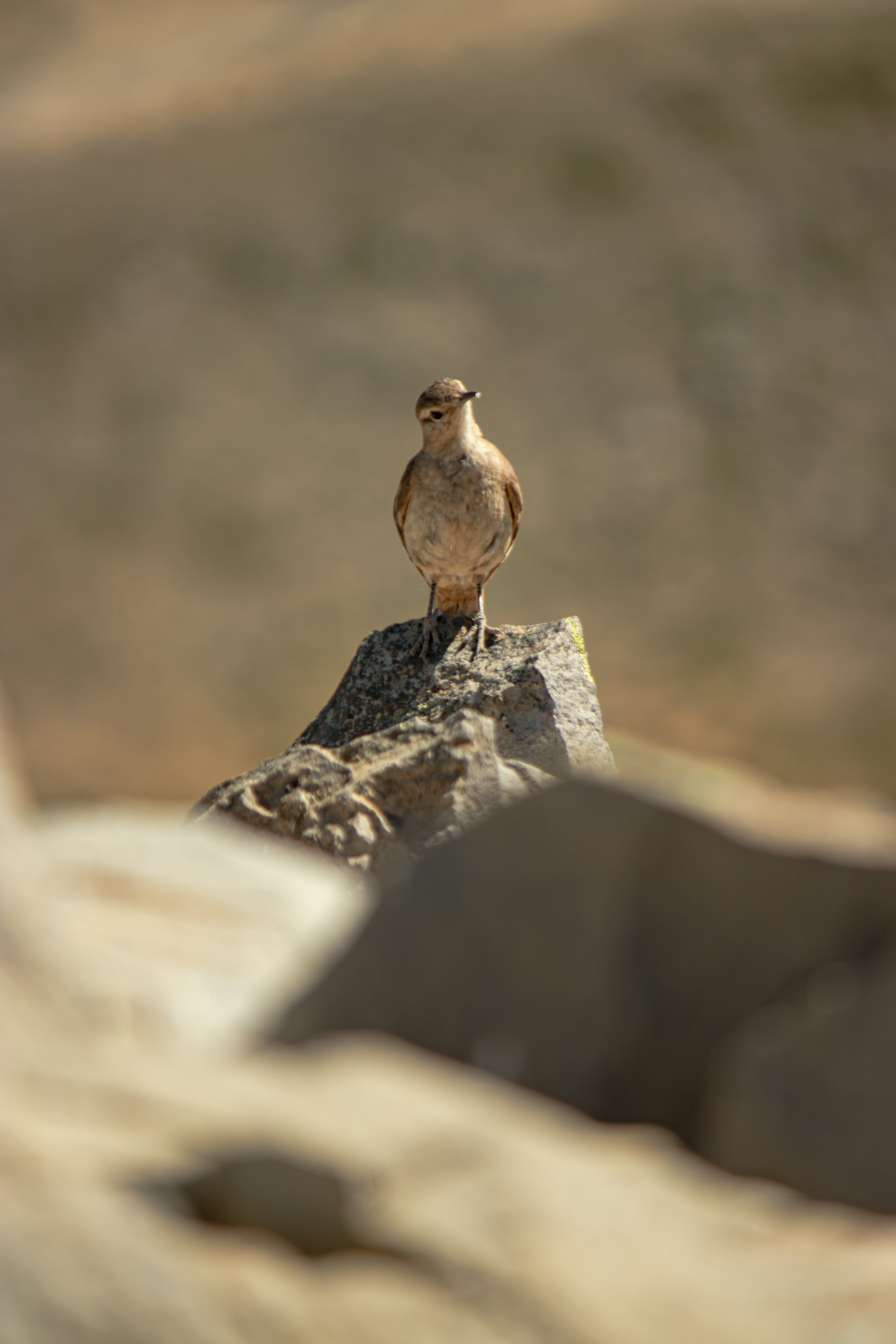 a small bird sitting on top of a rock