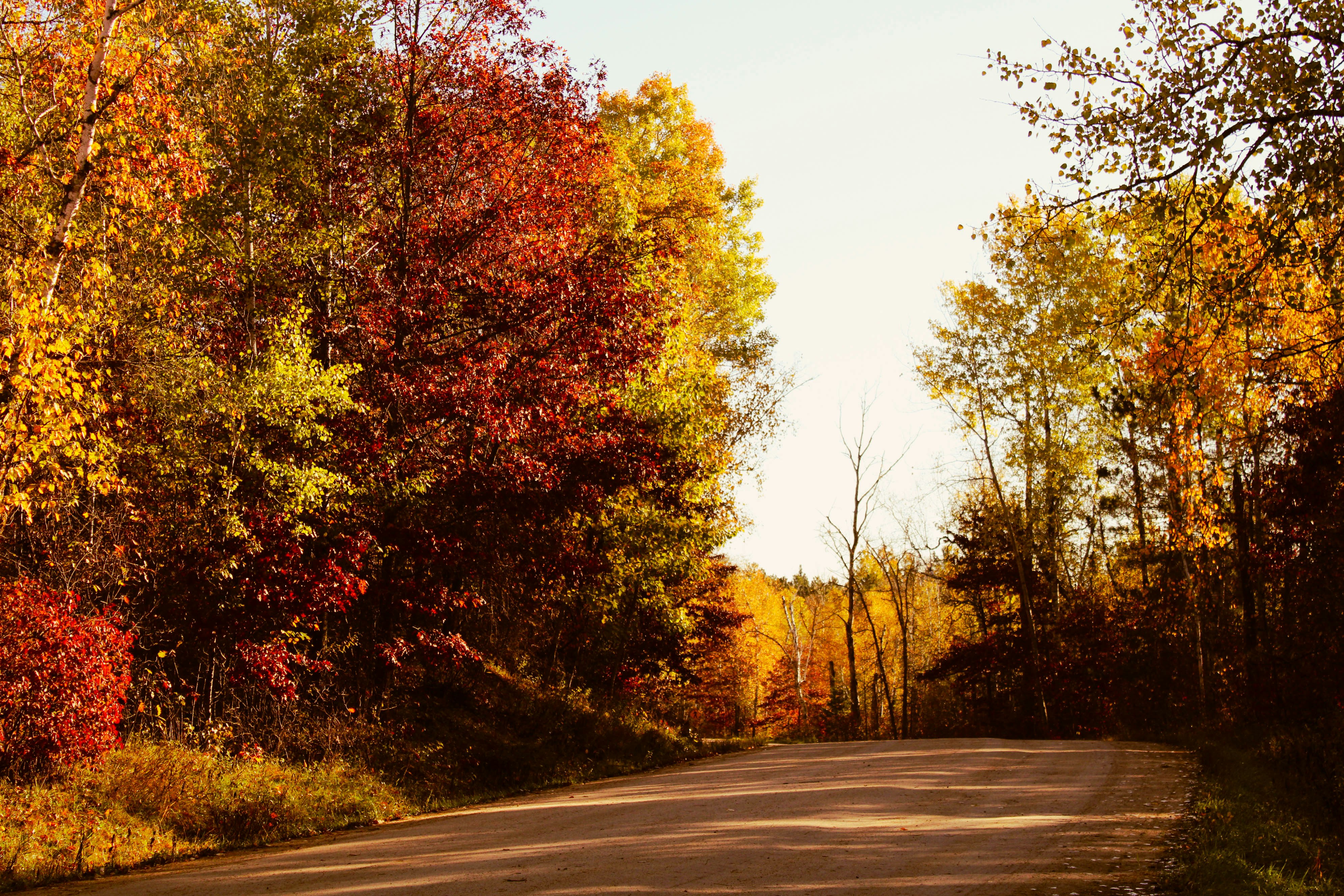 A road surrounded by lots of trees in the fall photo – Free Minnesota ...