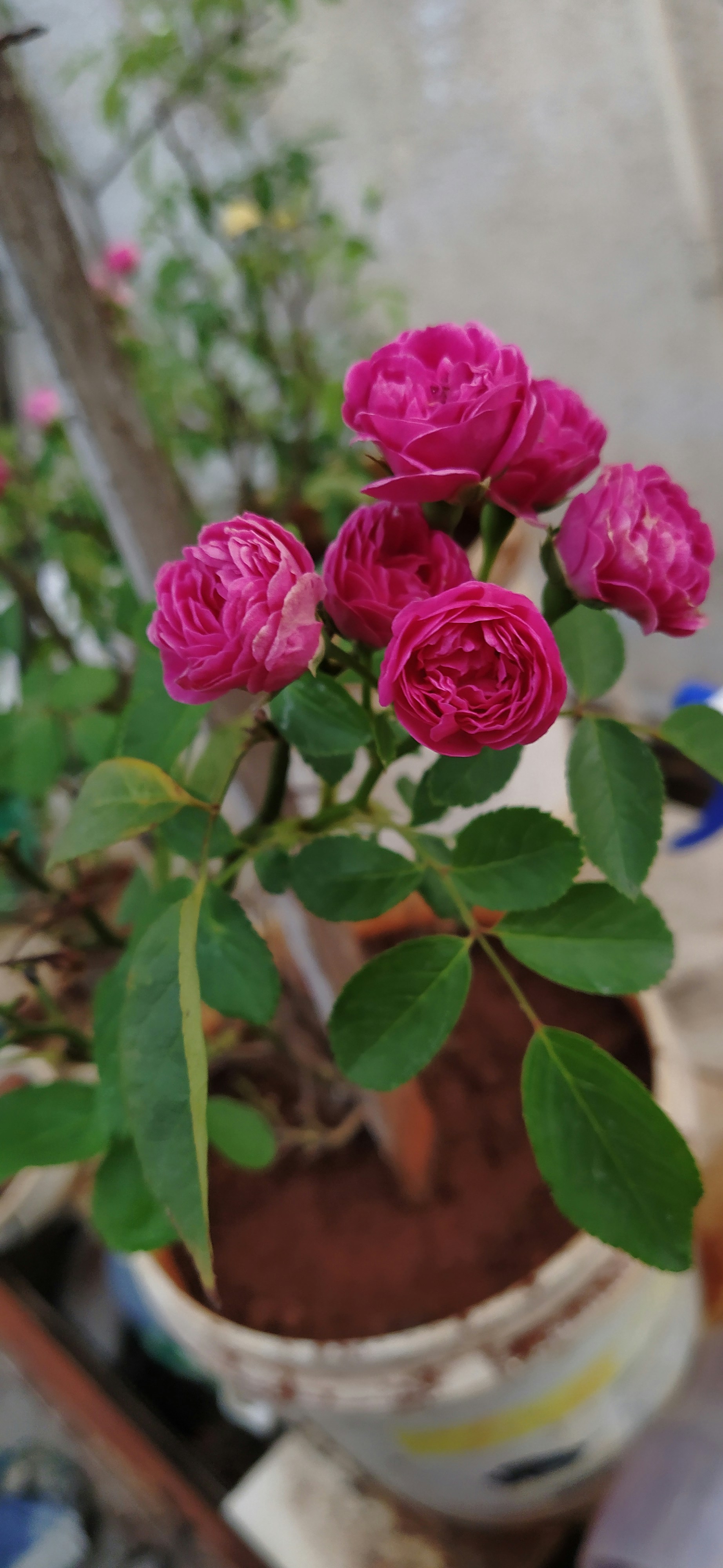 Cluster of magenta roses in a rustic potted garden scene