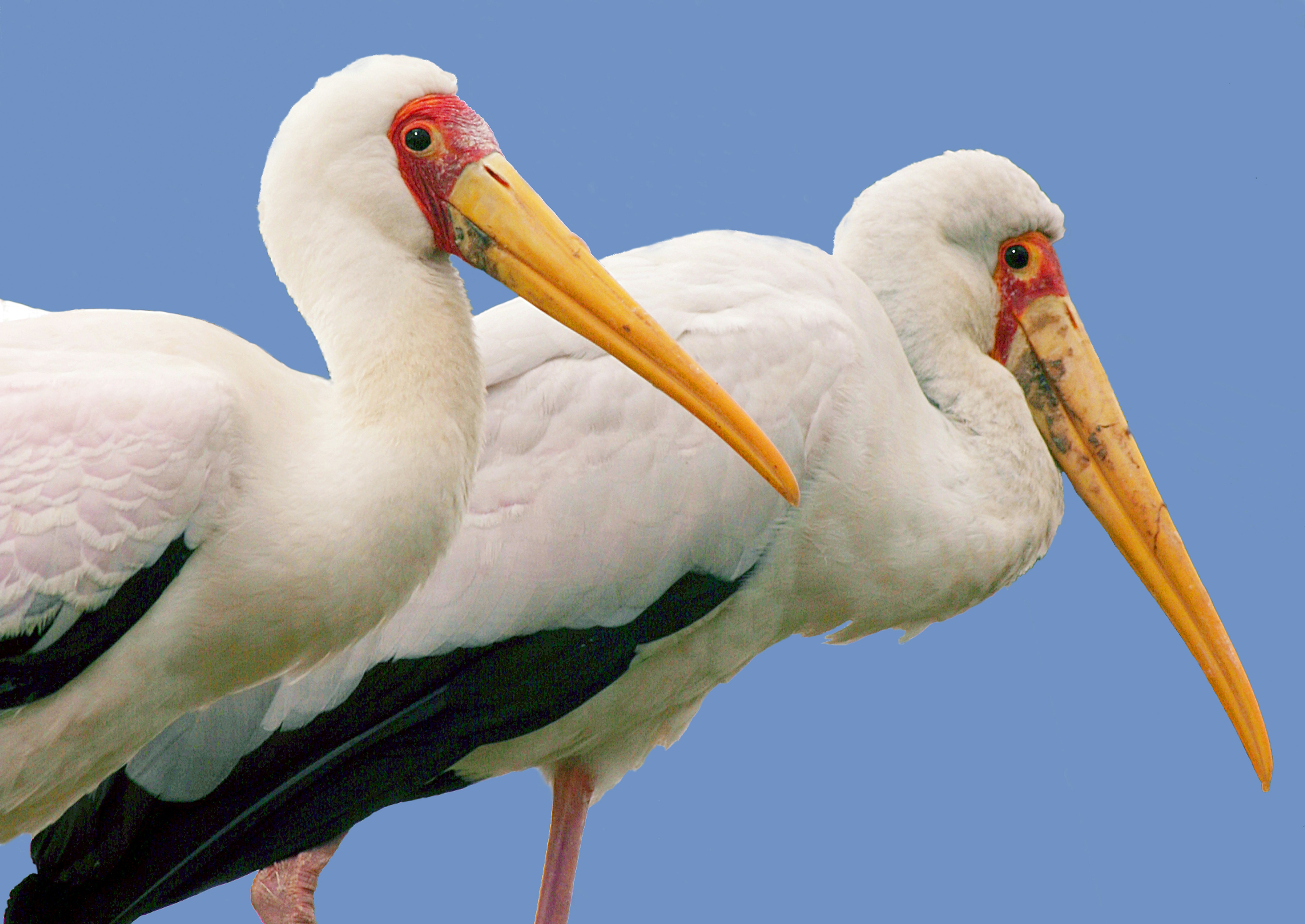 Two storks standing side by side against a solid blue background, showcasing their striking features and vibrant colors.