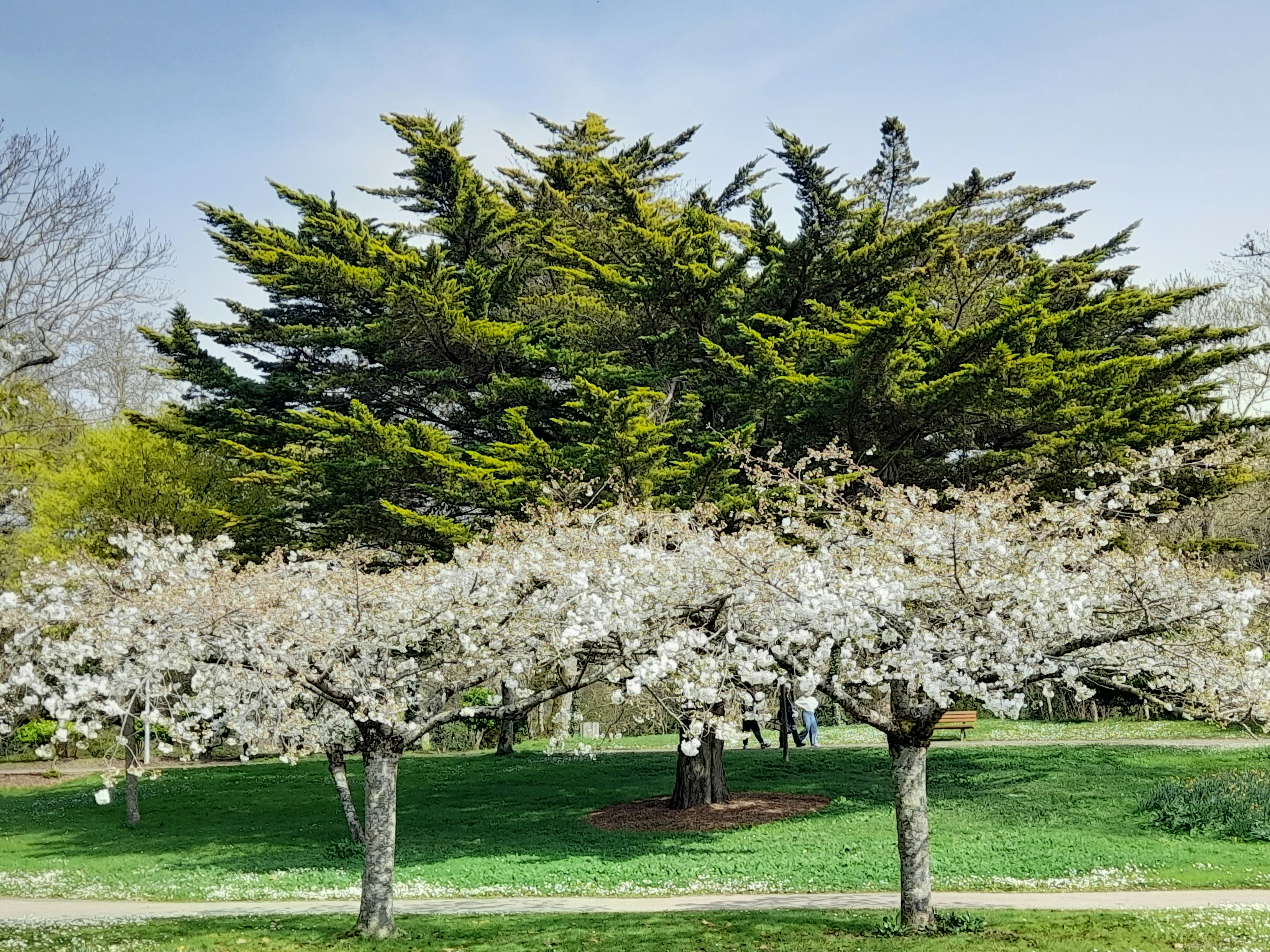 Spring Blossoms Framed by Pines in a Sunlit Park