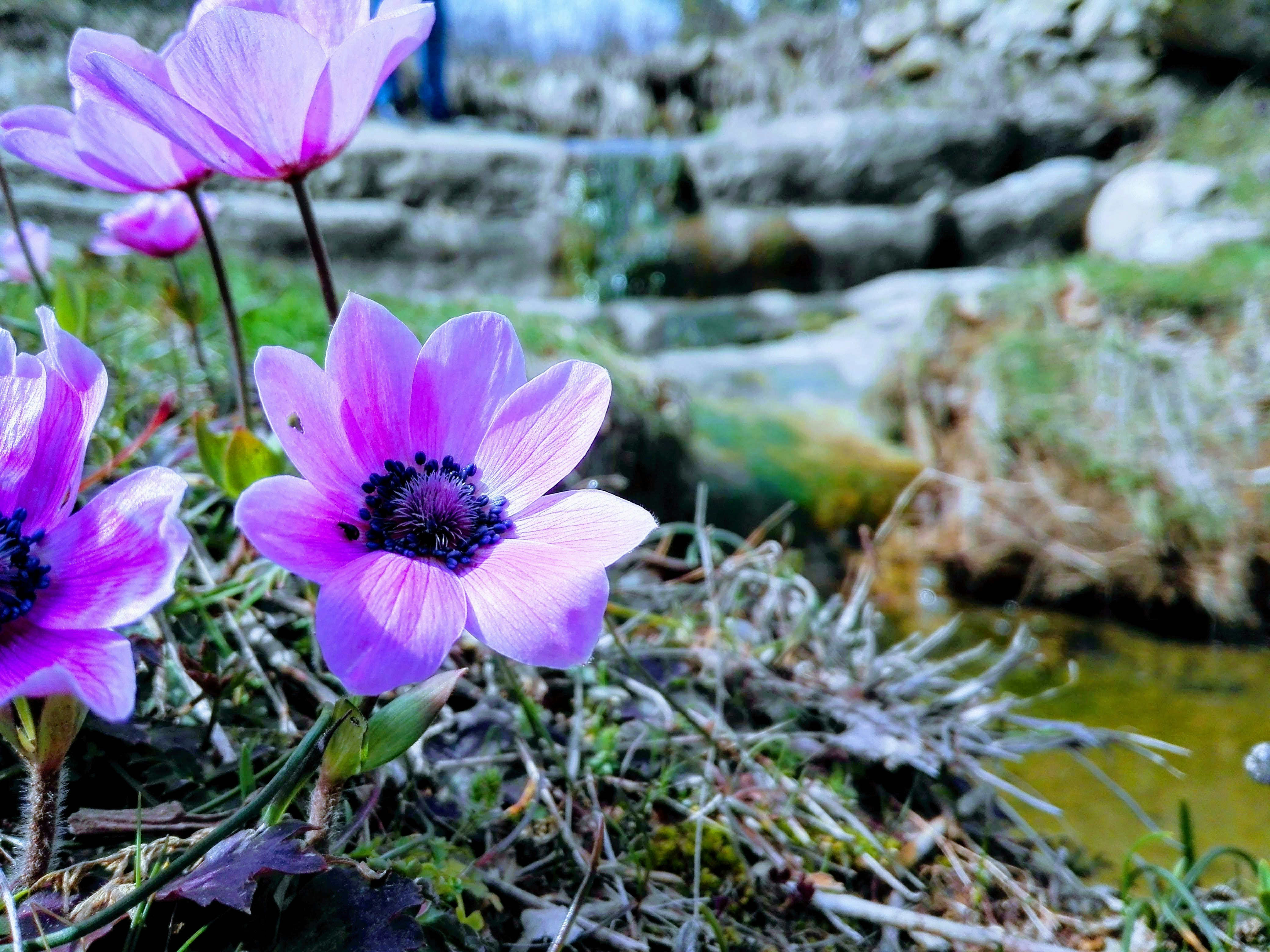 Pink Anemone by the Stream
