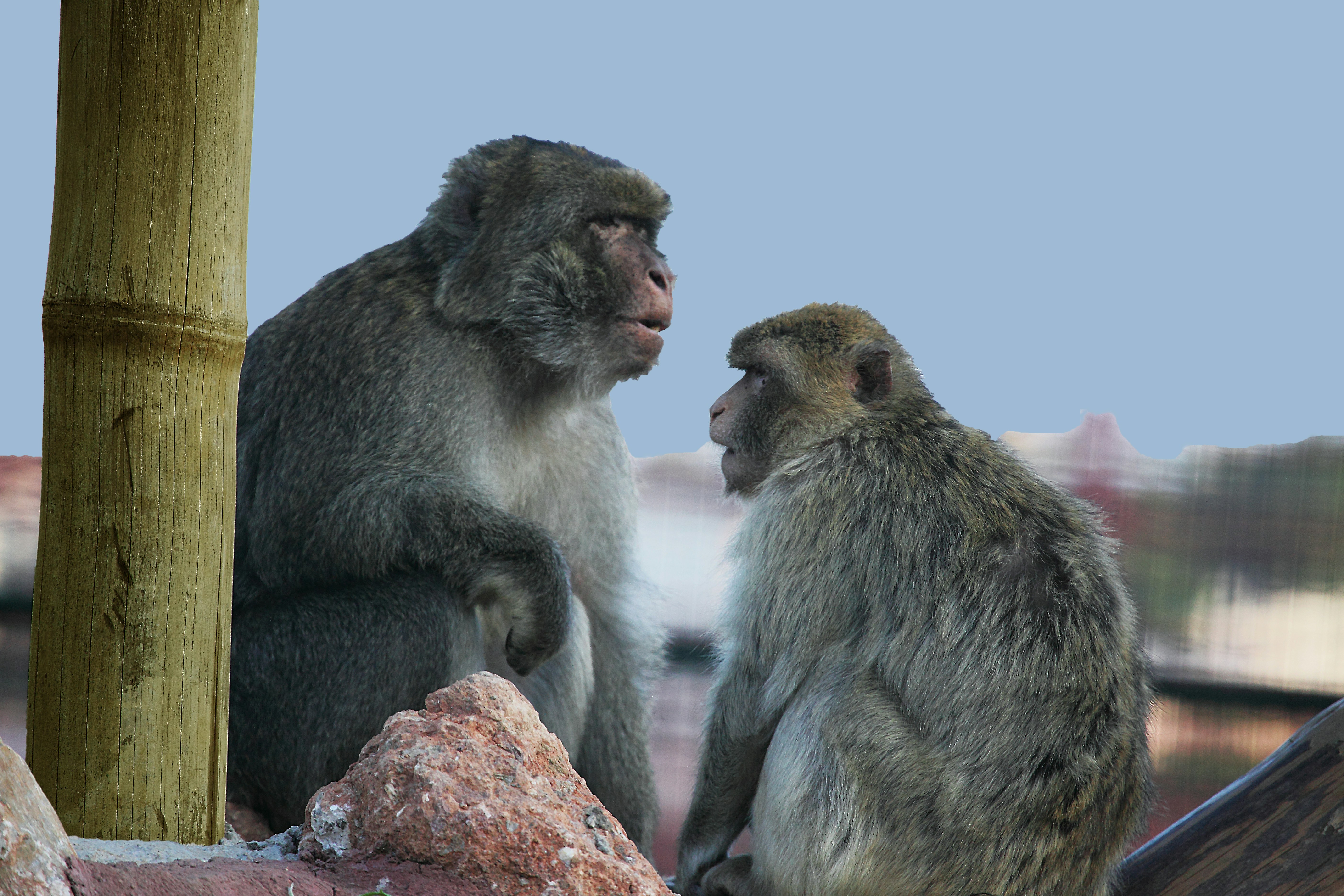 Conversations on a sunlit ledge between two macaques