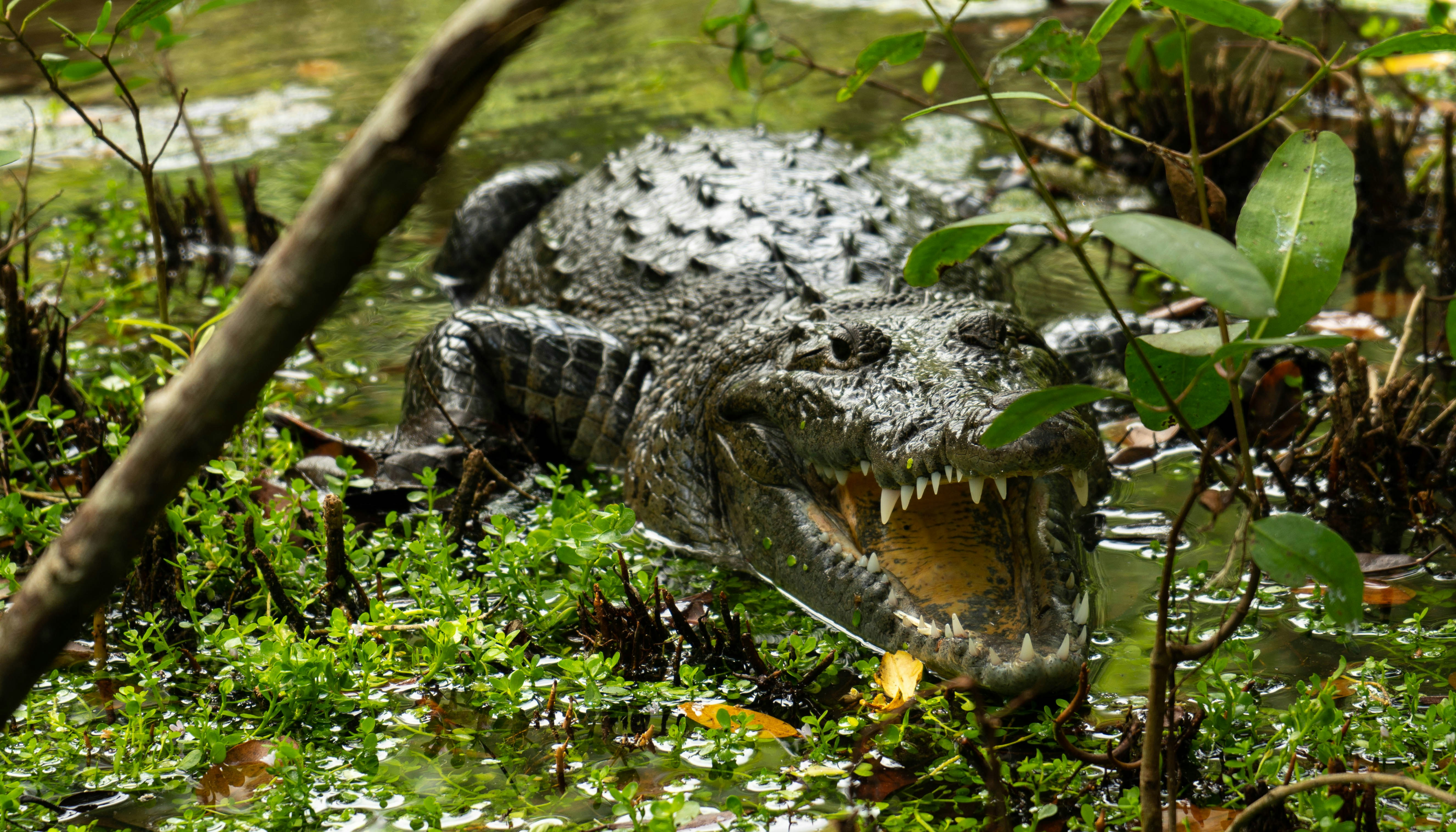 A large alligator sitting in a swampy area photo – Free Mexico Image on ...
