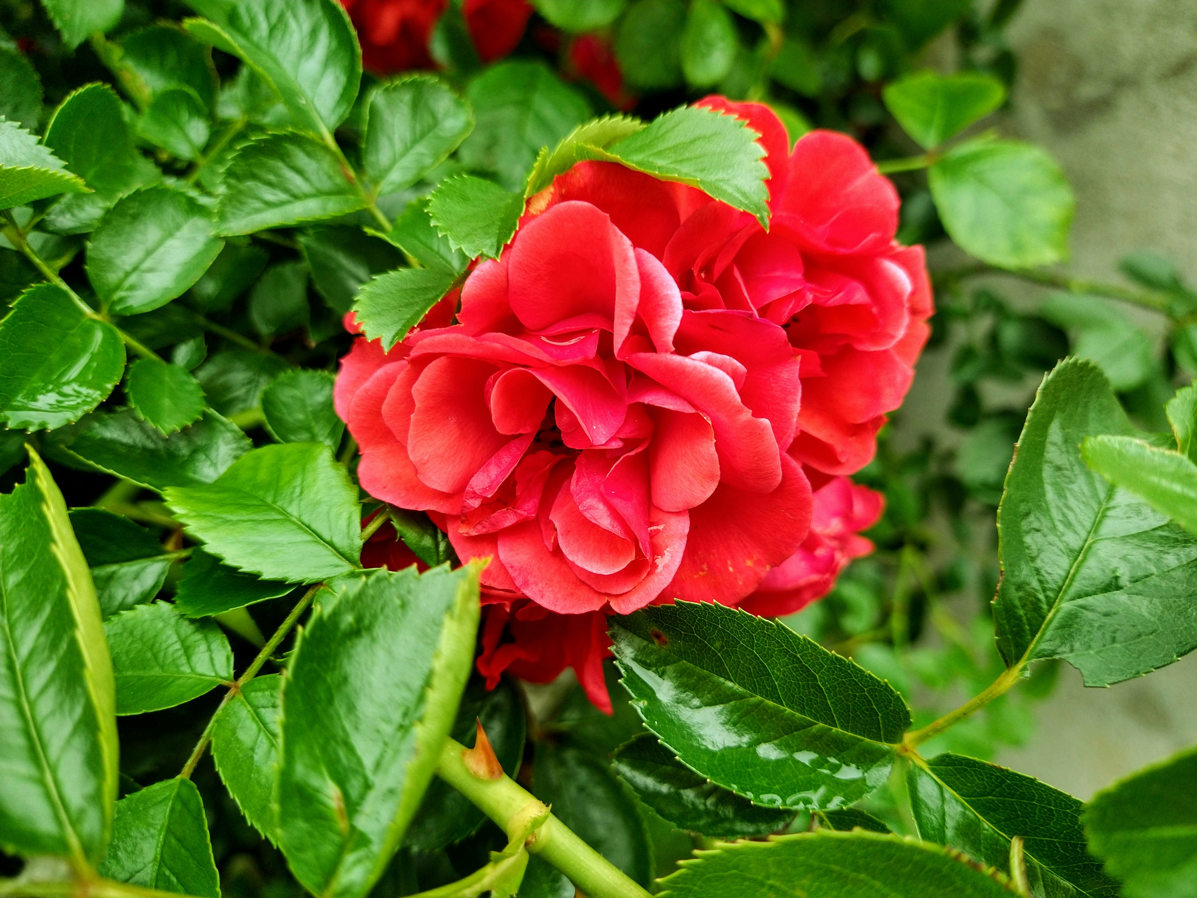 Crimson Rose in a Gleaming Foliage Frame
