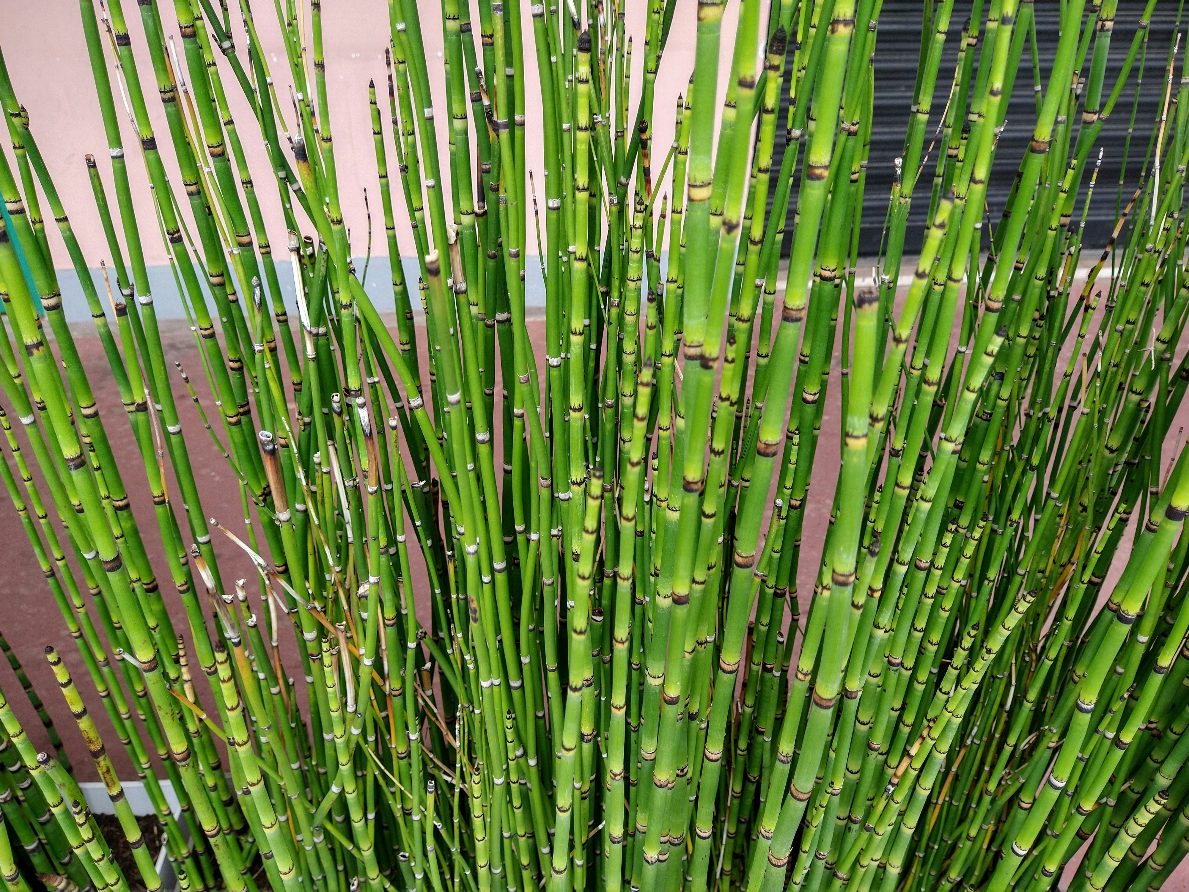 Emerald Columns: Close-Up of Bamboo Stems in an Urban Frame