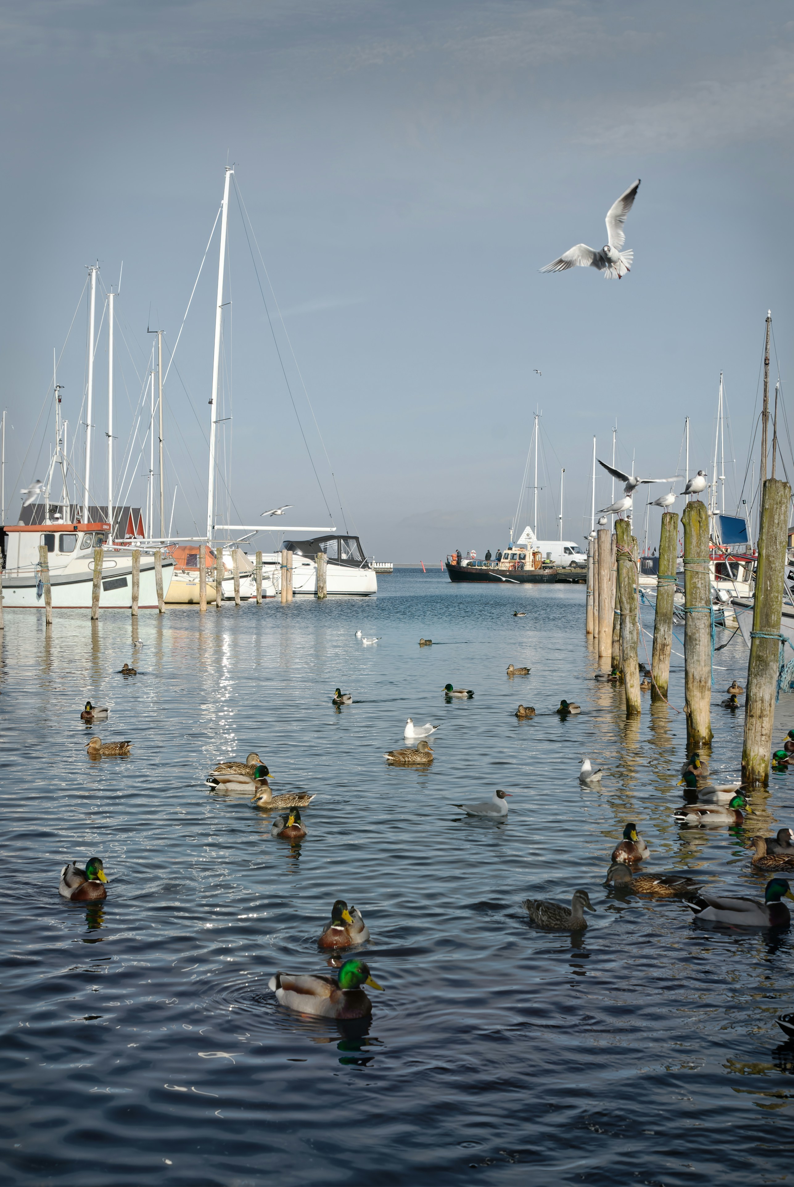 Harbor Flight over Morning Masts: Gull Glide Above a Fleet of Ducks