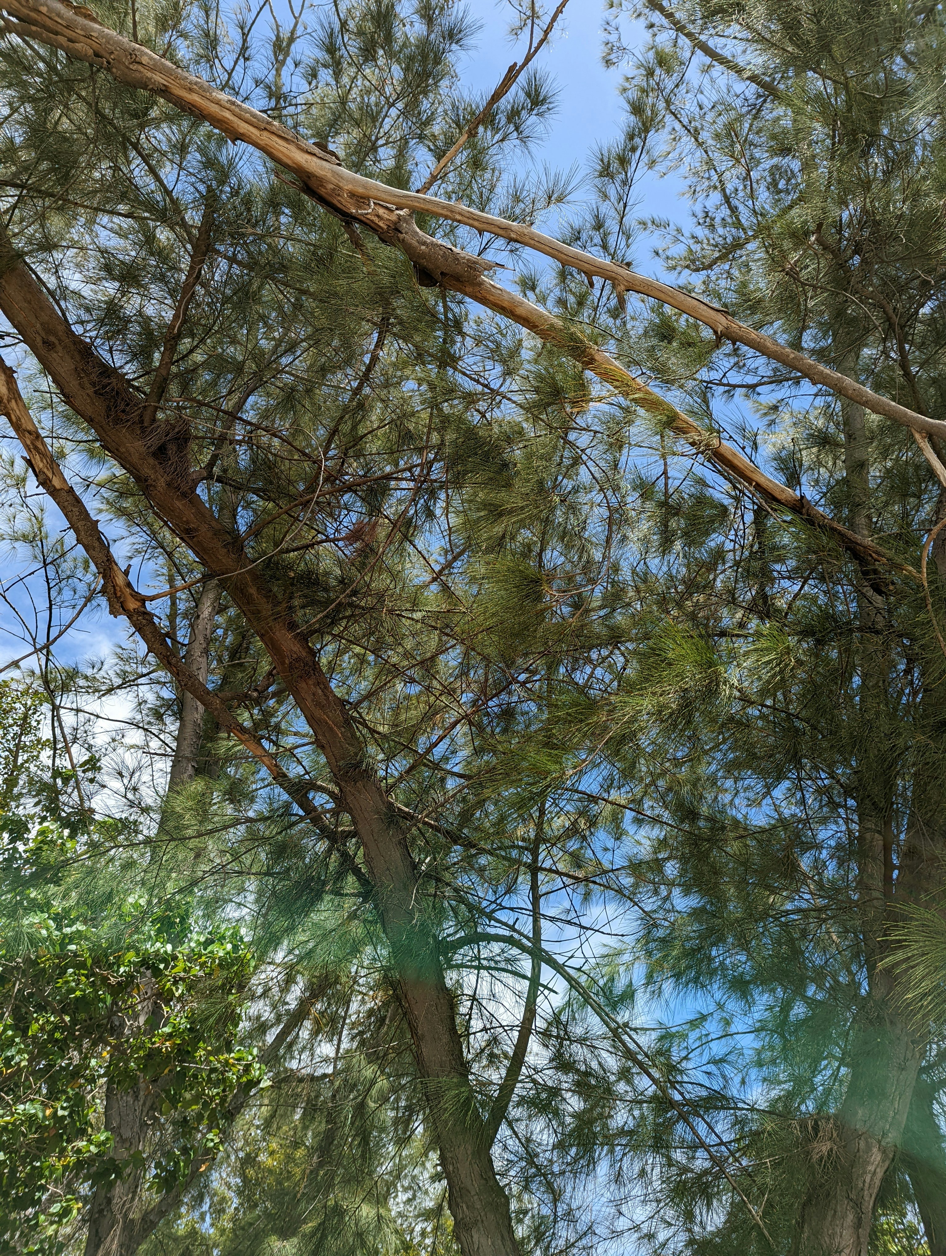Whispers of Nature: A Canopy's Embrace