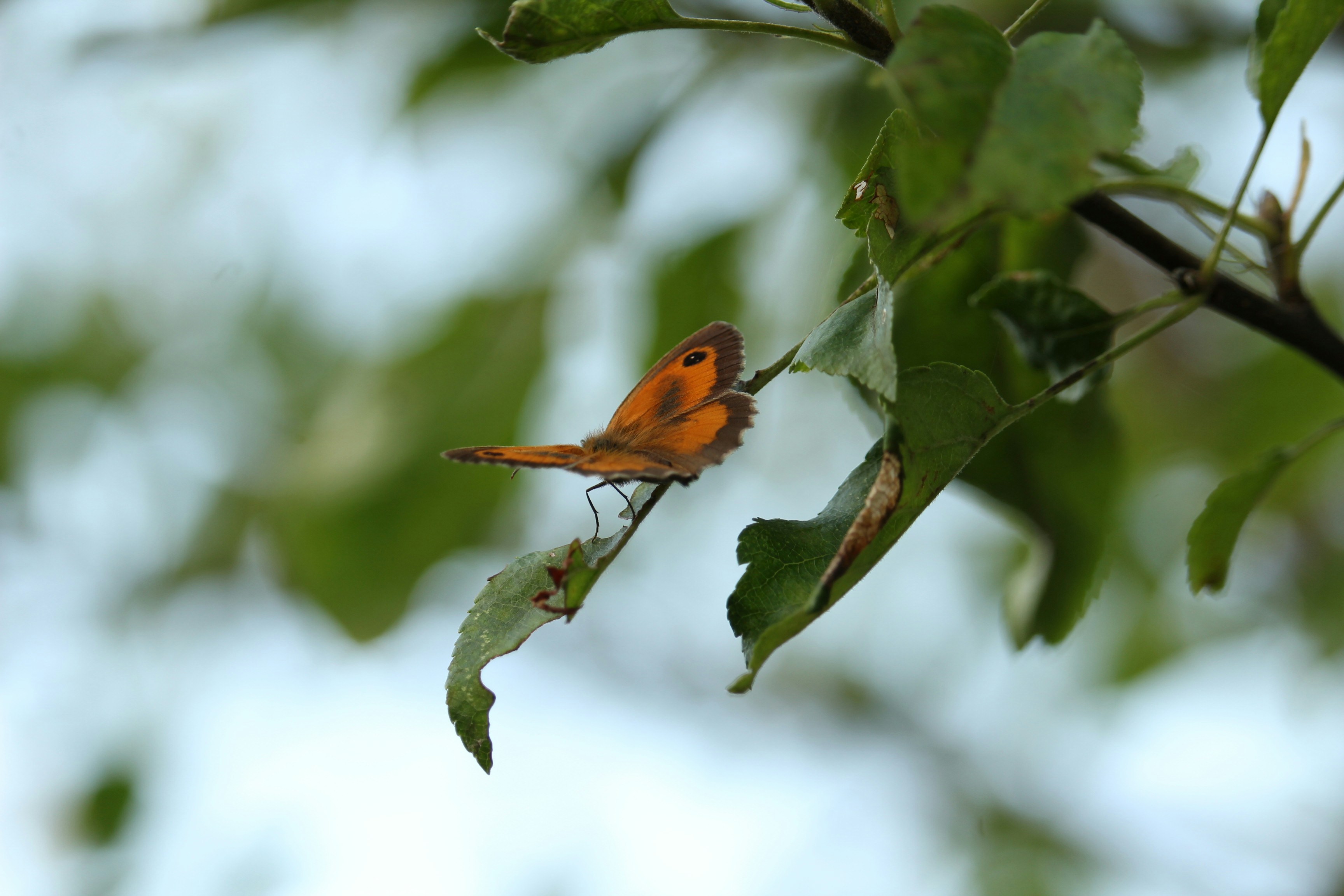 Emberwing Quietude: a butterfly at rest among sunlit leaves