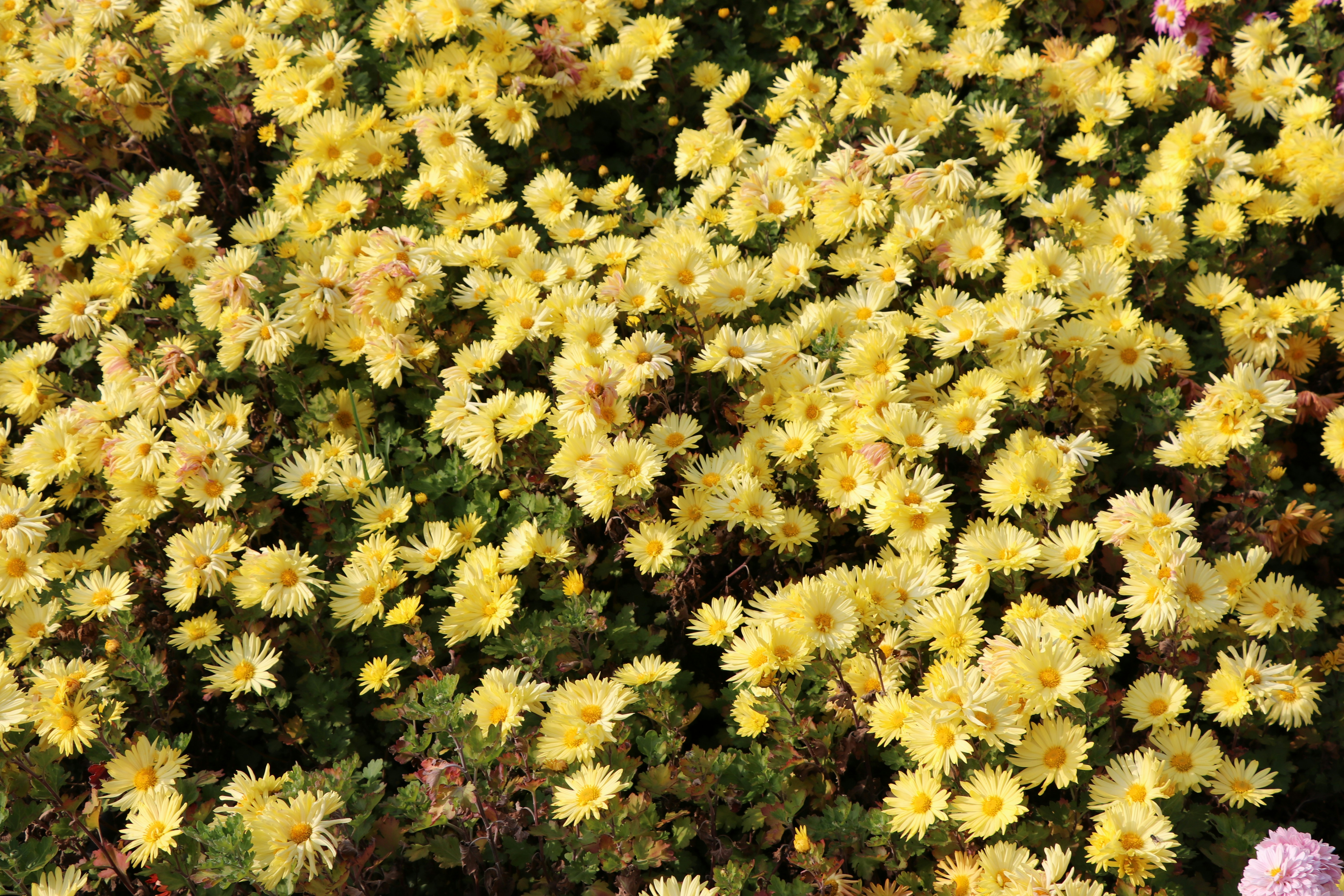 Golden Daisies in a Sunlit Tangle: A Close-Cropped Field of Chrysanthemums