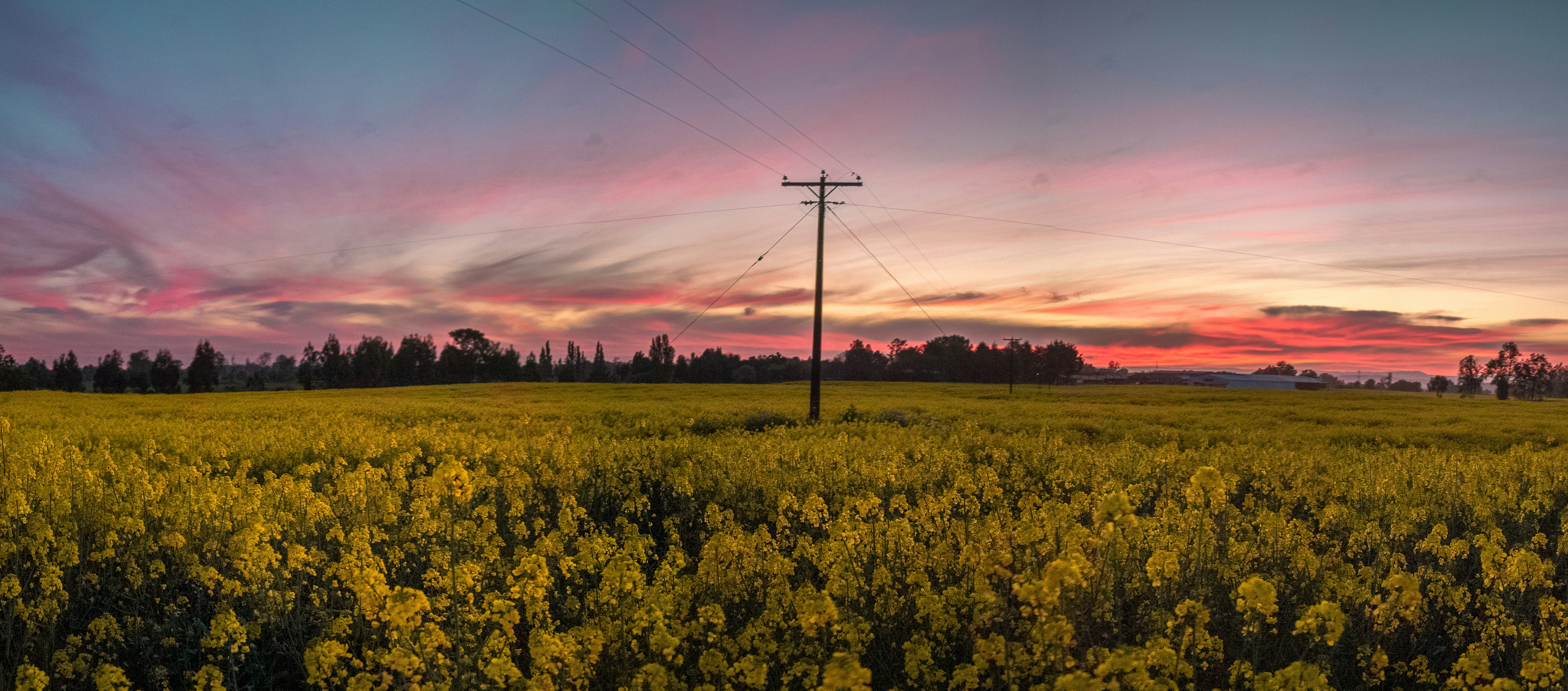 Vast field of yellow flowers beneath a vibrant sunset sky with a silhouetted power line.
