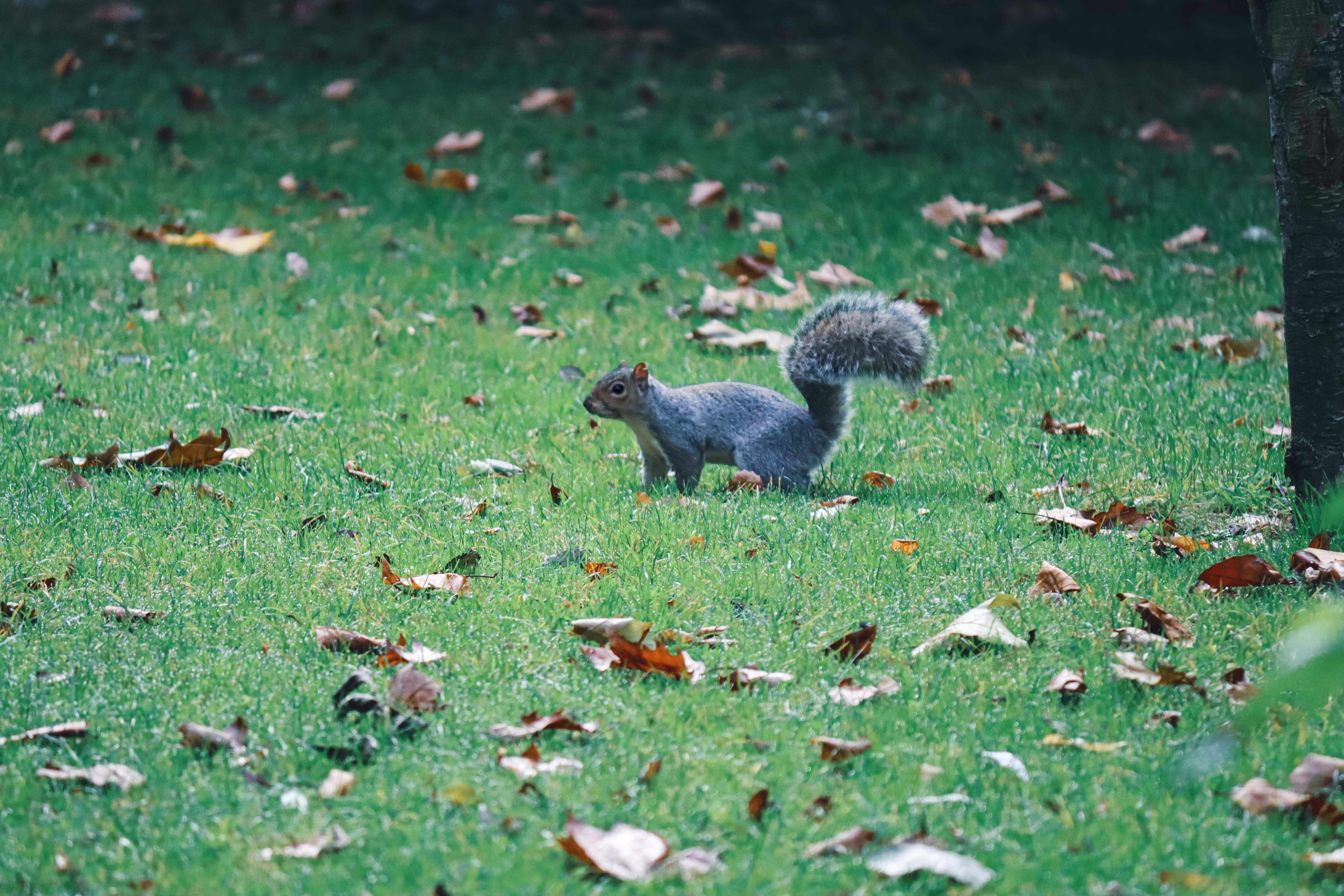 a squirrel standing in the grass next to a tree