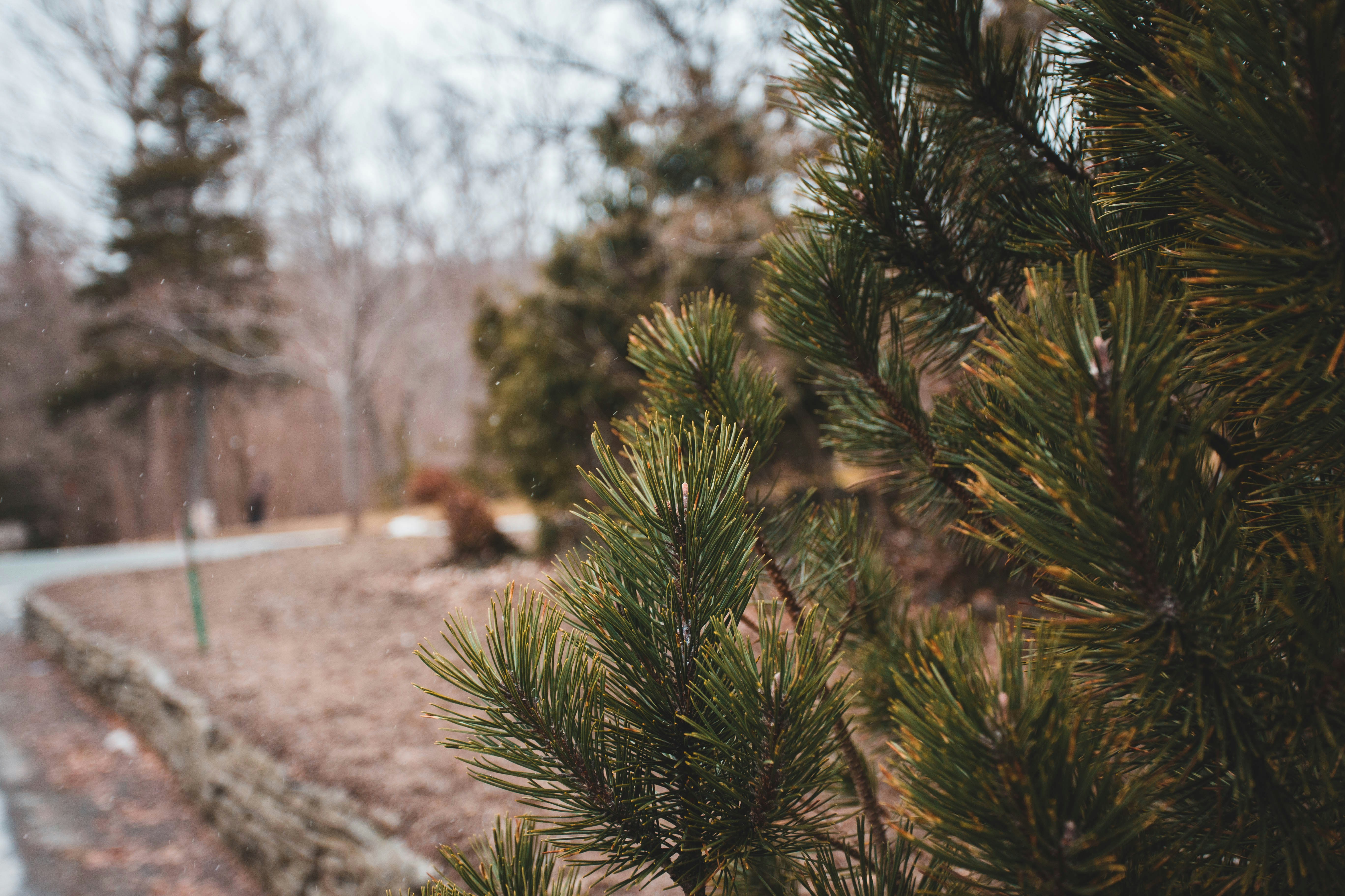 A pine tree next to a road in the woods photo – Free Plant Image on ...