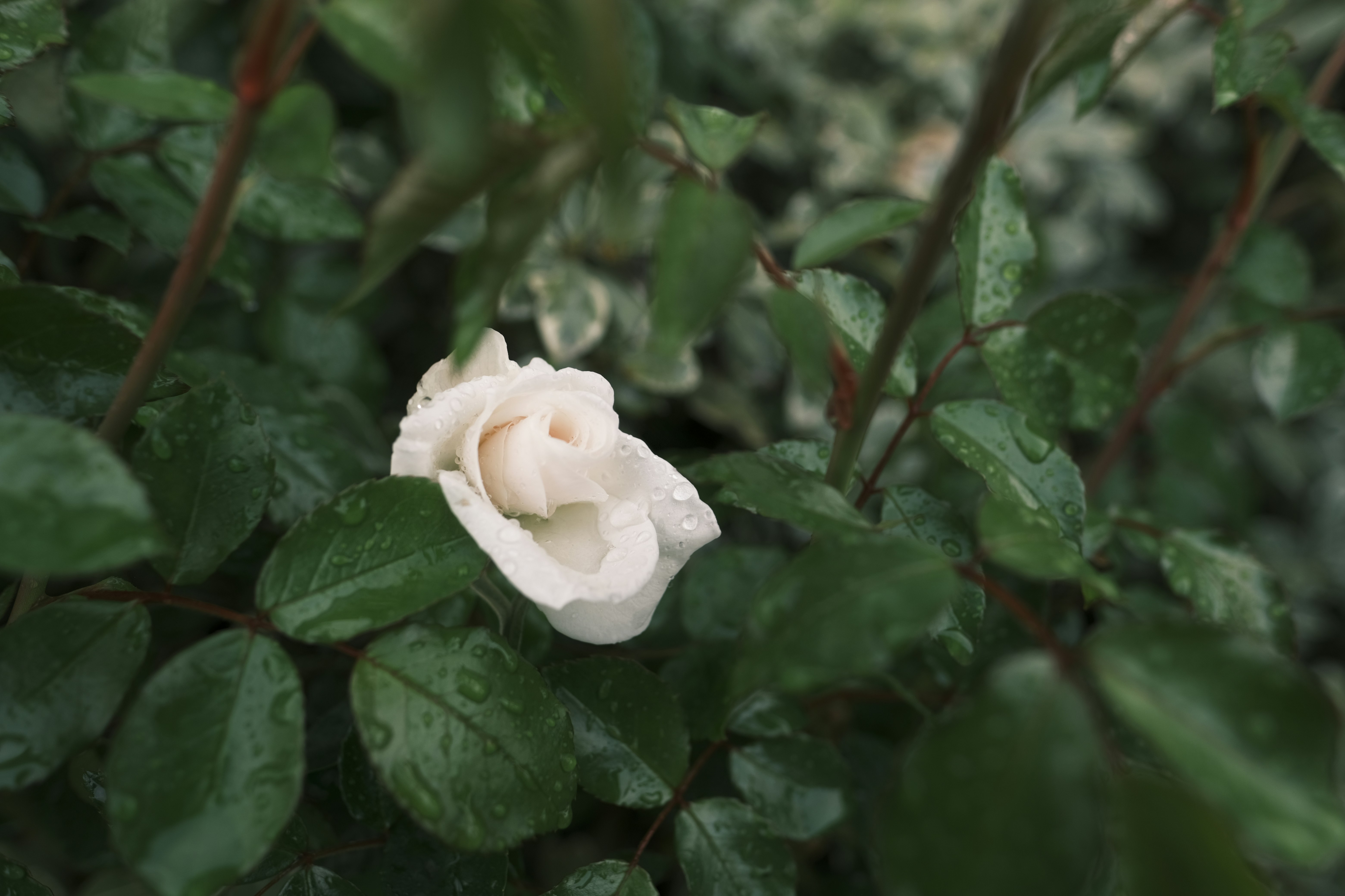 Photo by Chandler Aitchison with Fujifilm X-T4