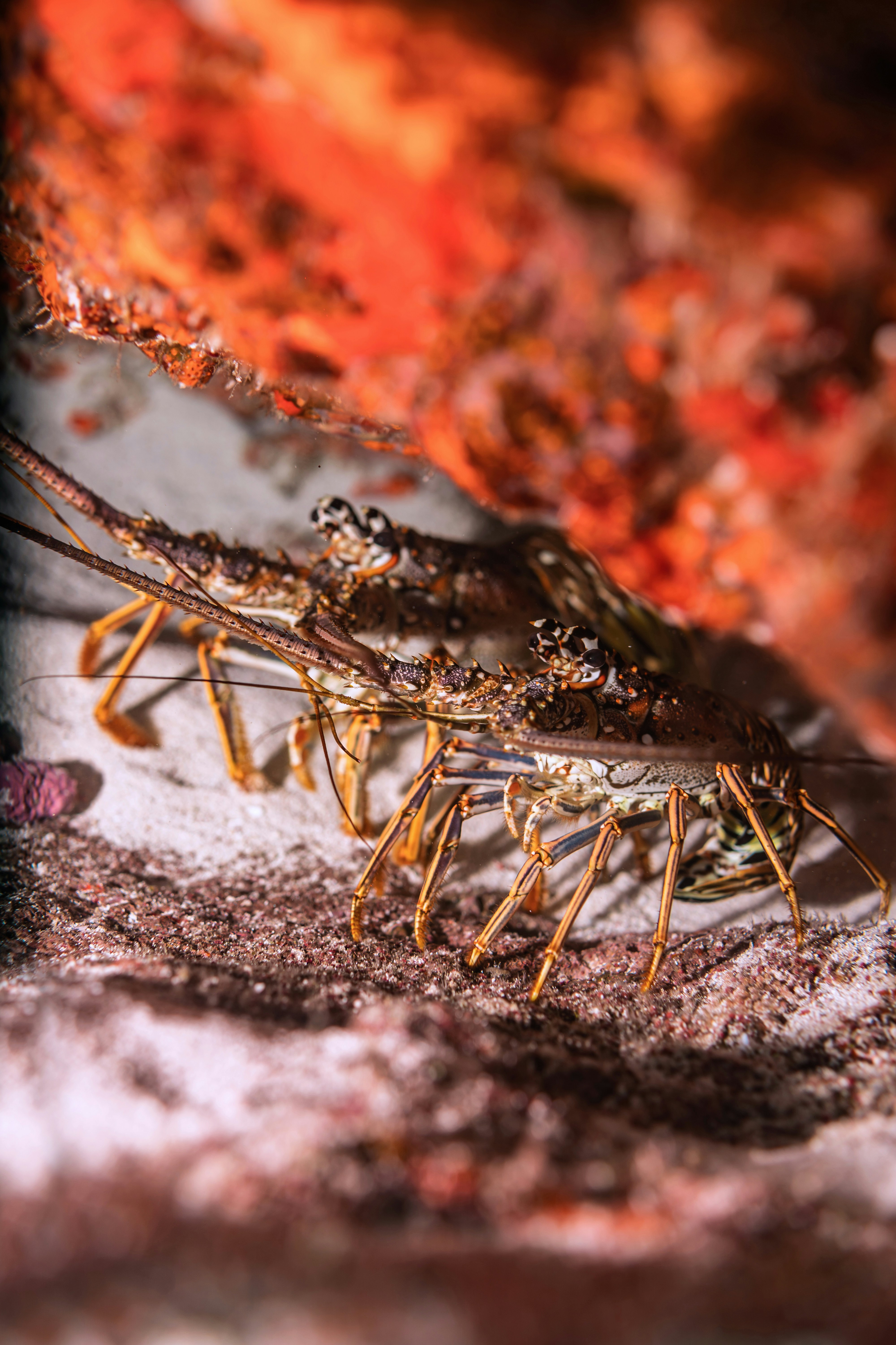 A close up of a dead lobster on a rock photo – Free Mexico Image on ...