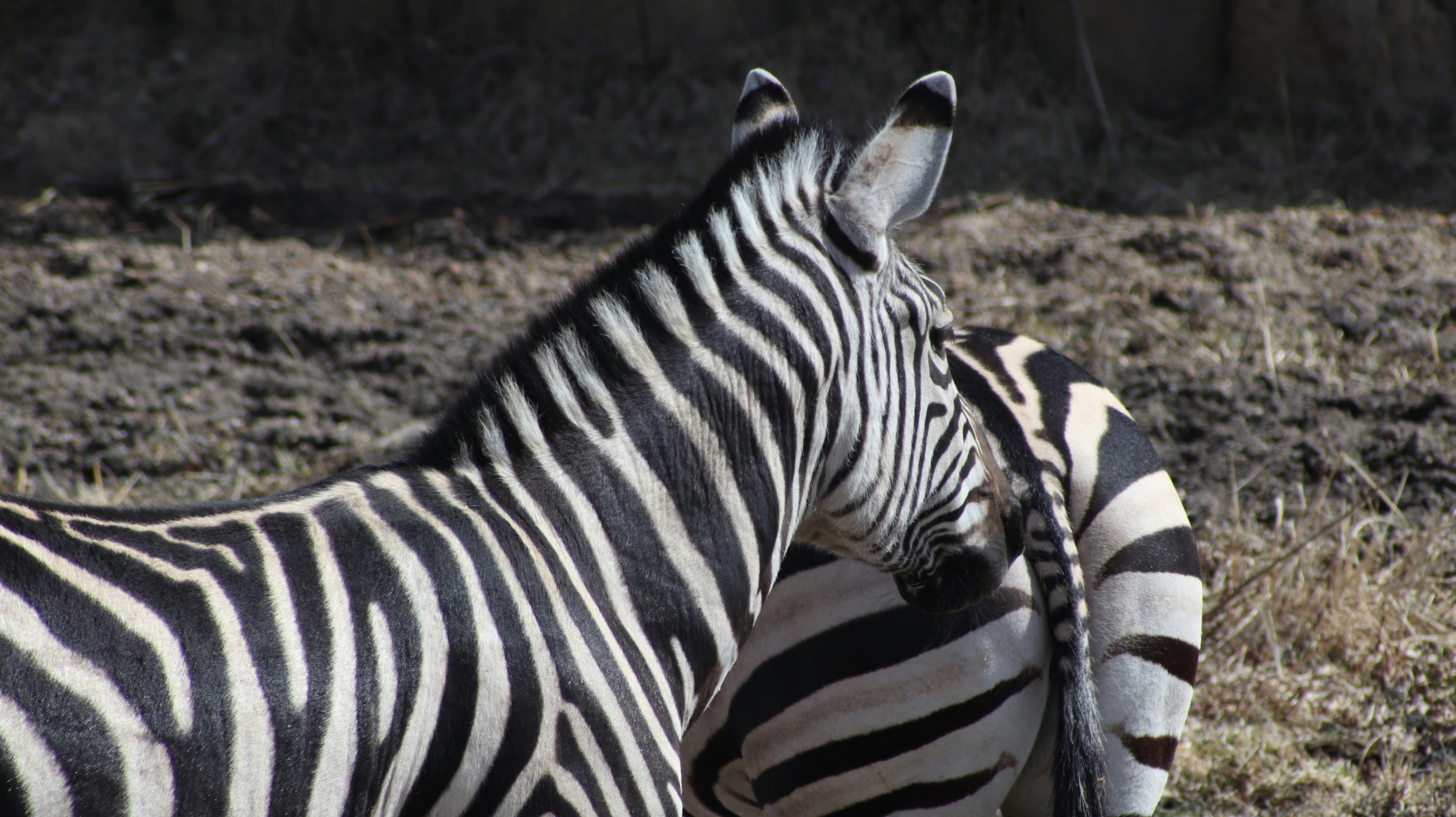 A couple of zebra standing next to each other photo – Free Grey Image ...