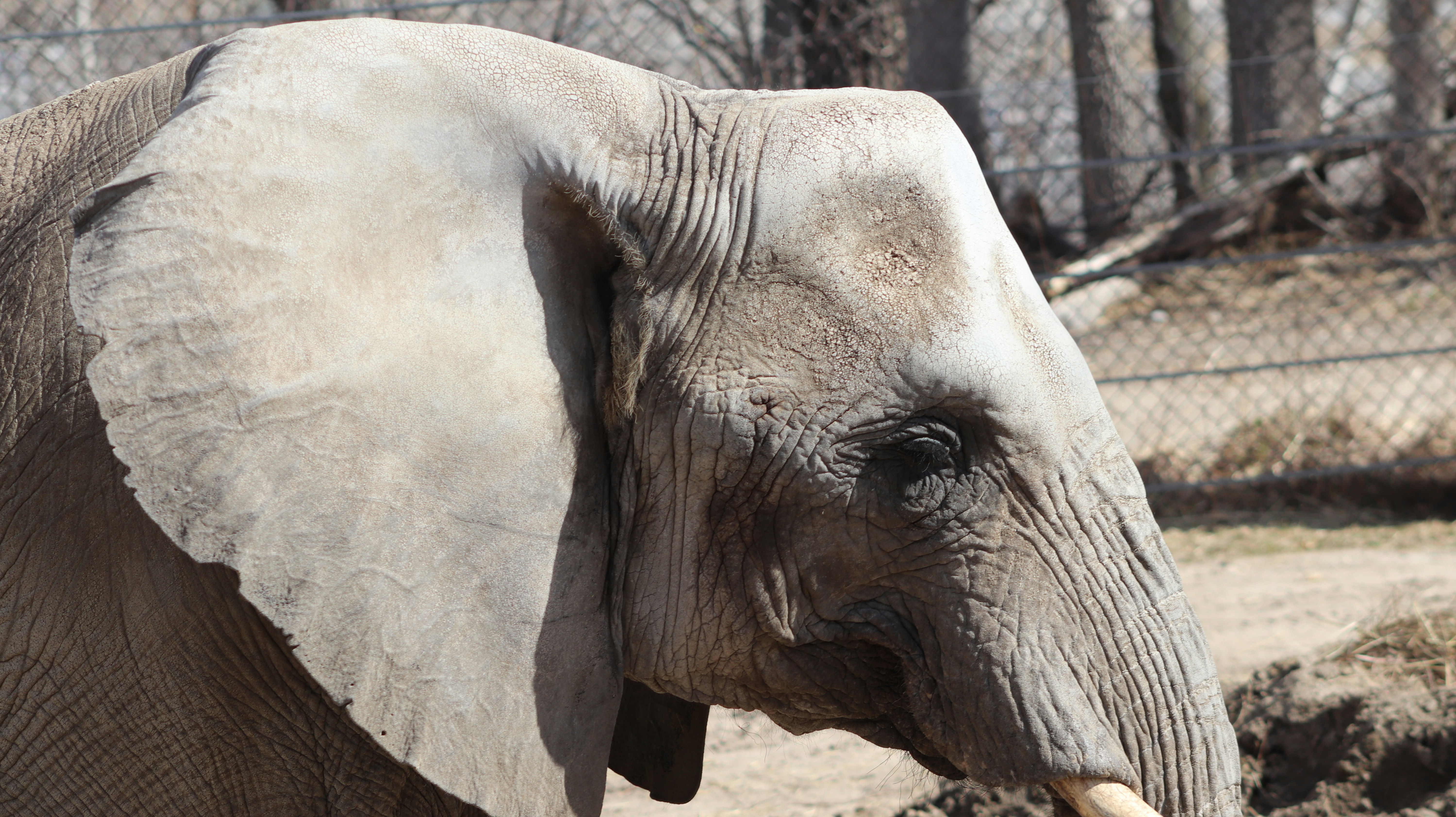 Dusty Gaze: A Close-Up Elephant Head Beside a Chain-Link Fence