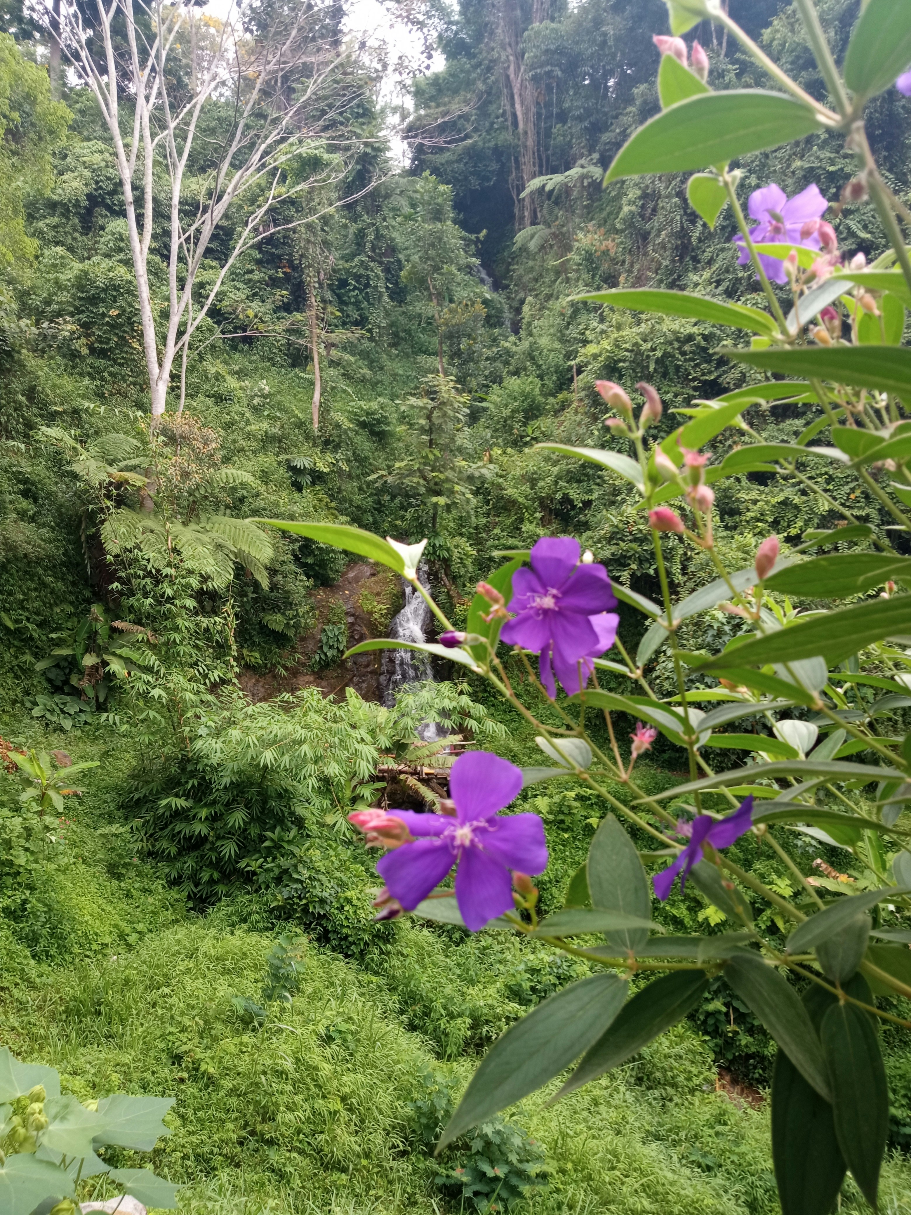 Purple flowers in the foreground with a dense, verdant landscape and a hint of a waterfall in the background.